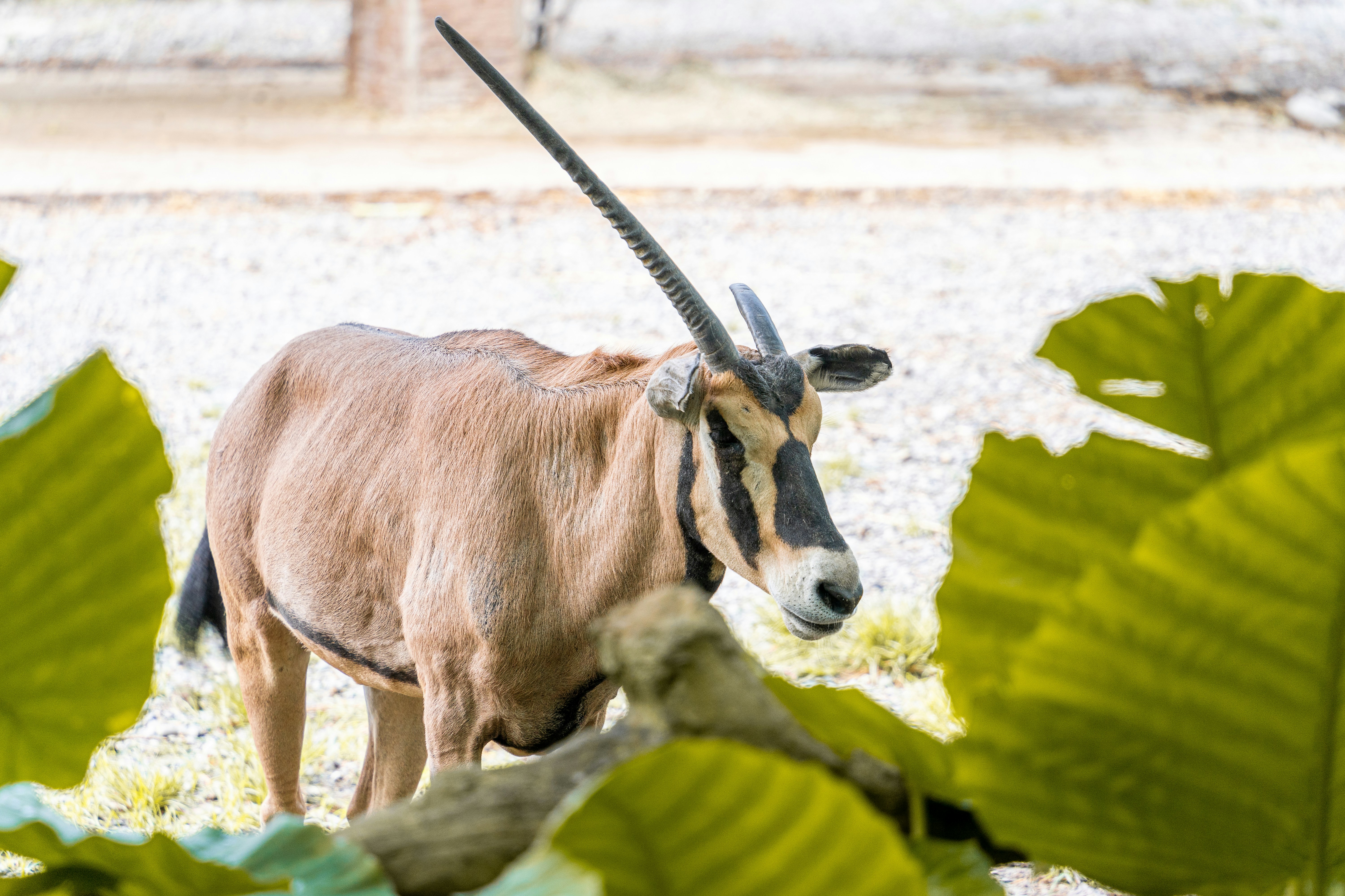 Okapi grazing amid bright foliage with a soft sunlit background, emphasizing the animal’s profile and serene environment. A photography-focused depiction rather than a cropped portrait, highlighting natural habitat details.