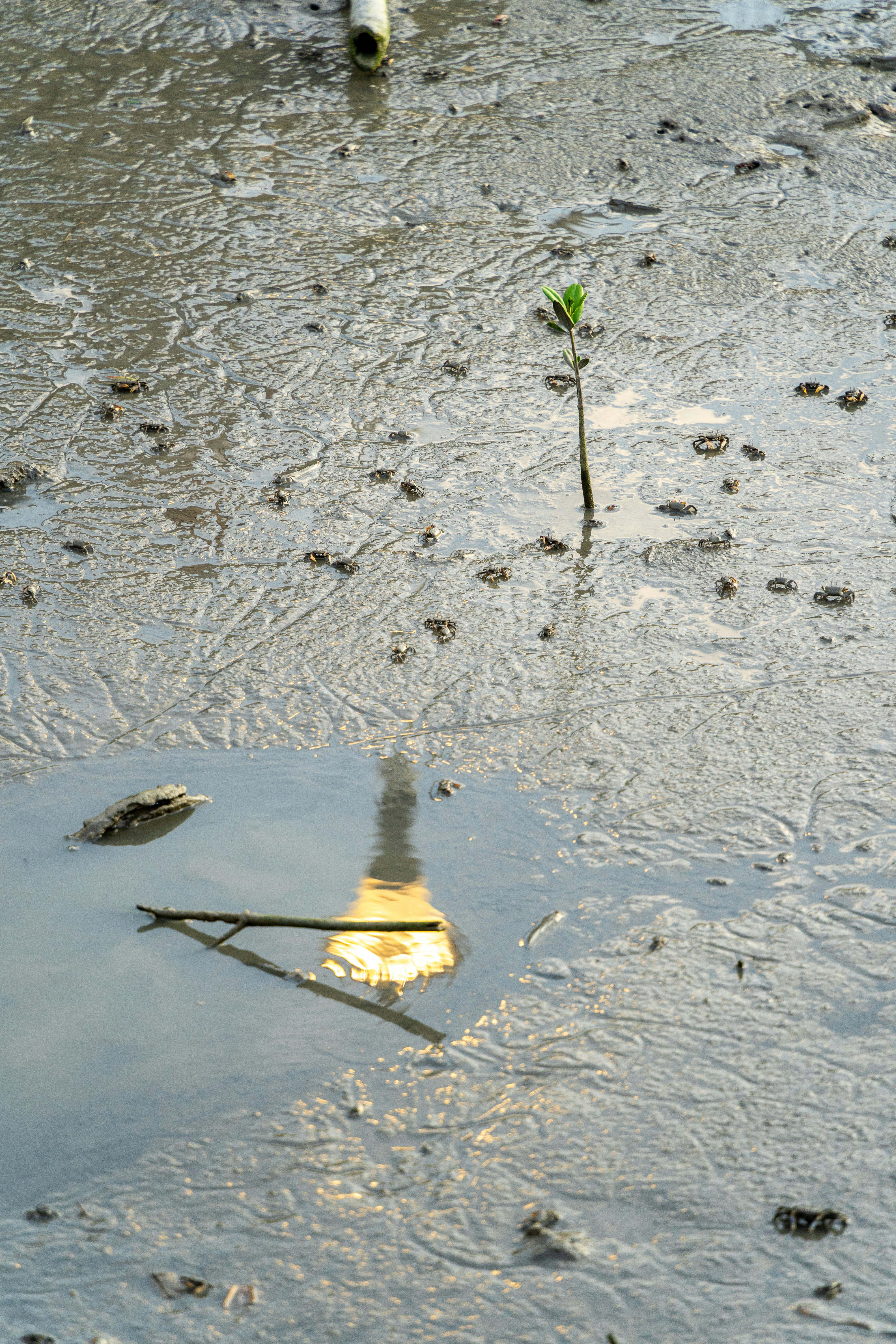 A puddle of water with a single plant in it