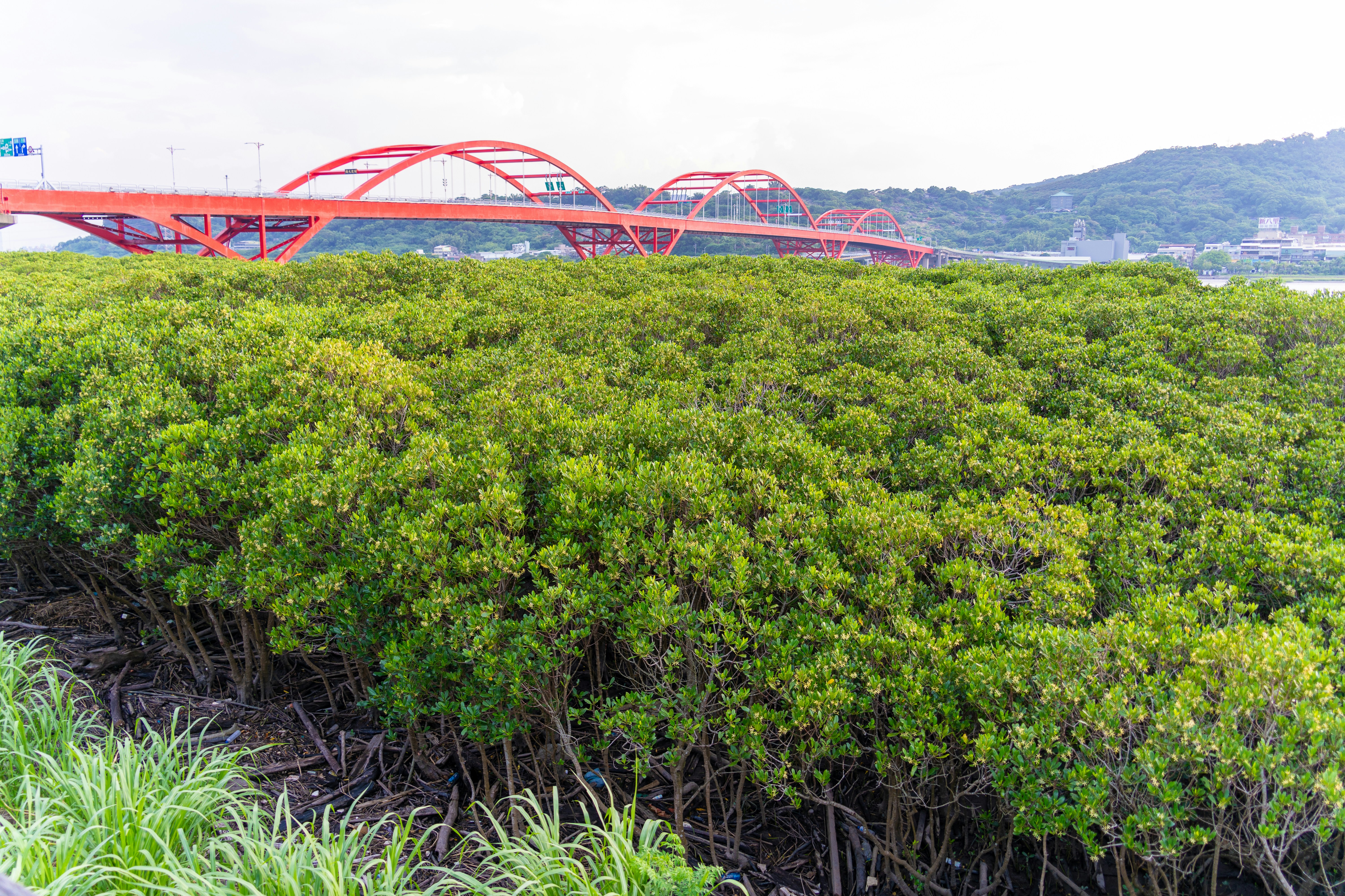 Crimson Arch Framed by Mangrove Canopy