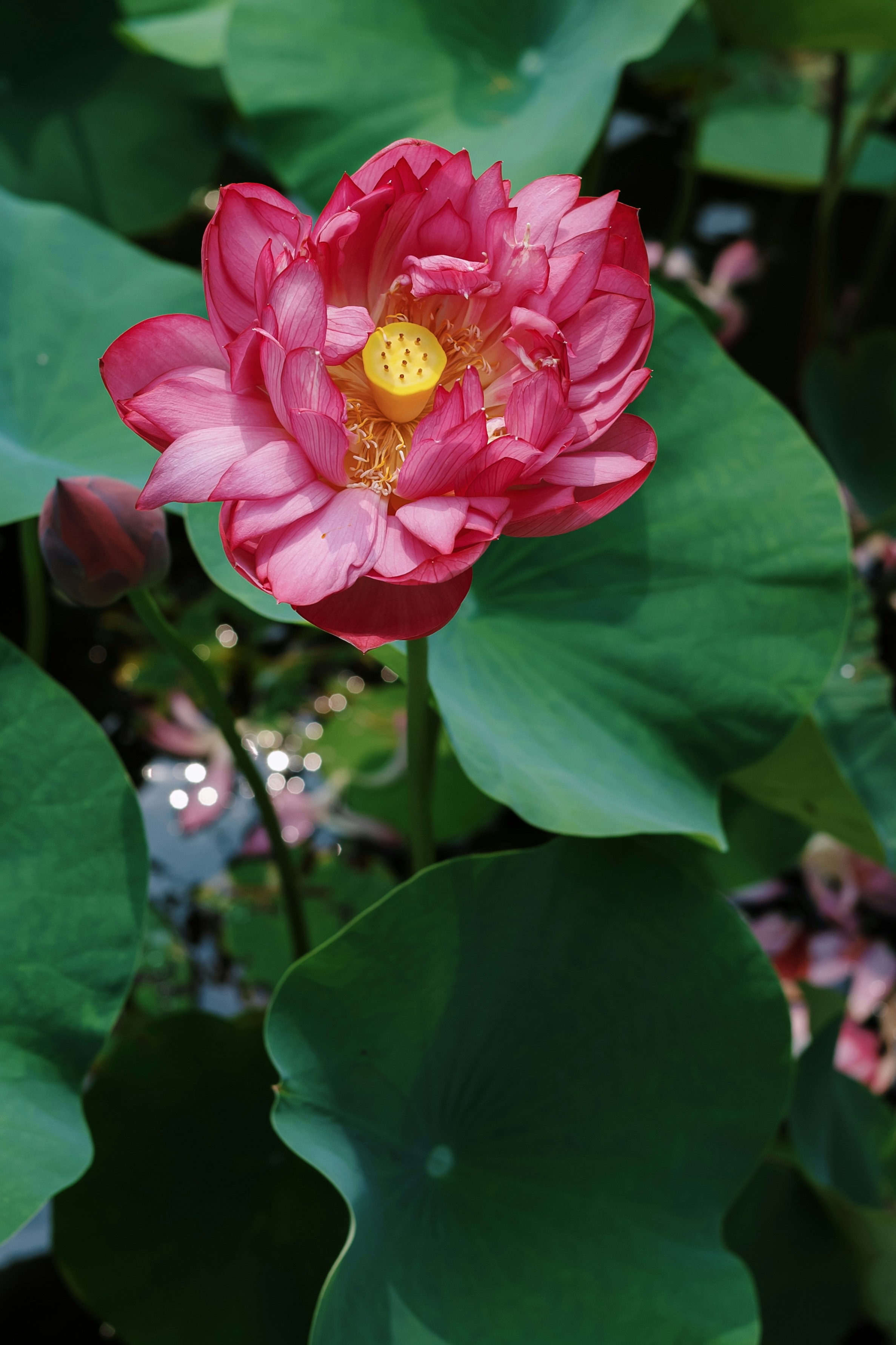 Photo by Kelsey He with Nikon Zf