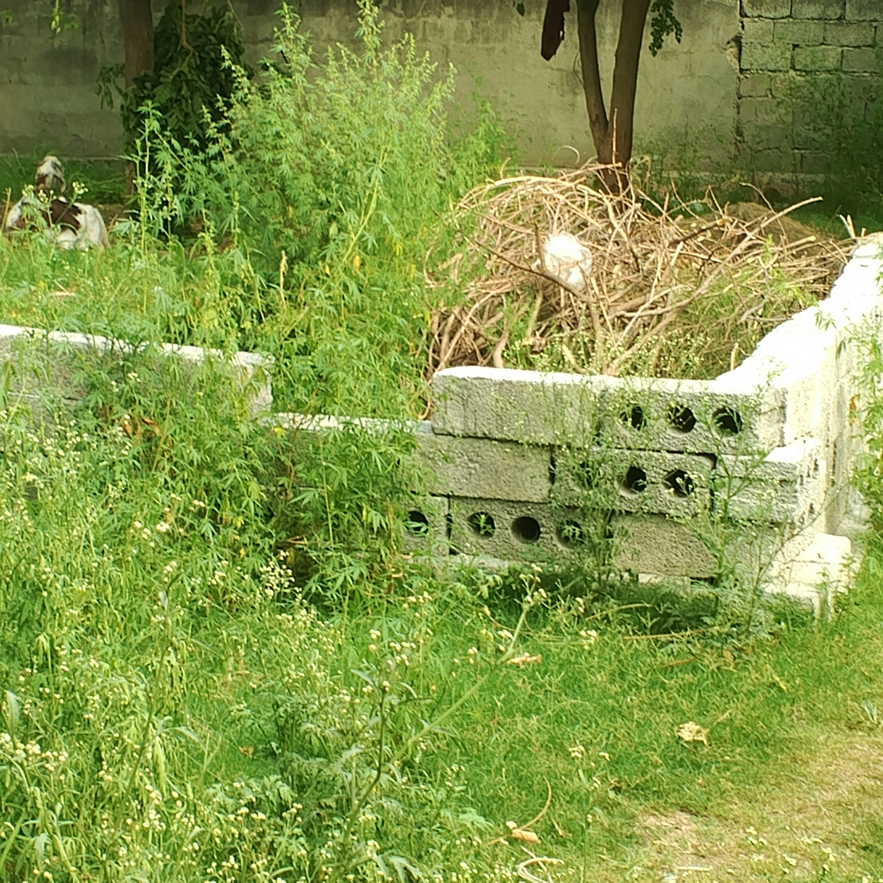 beautiful green Graveyard