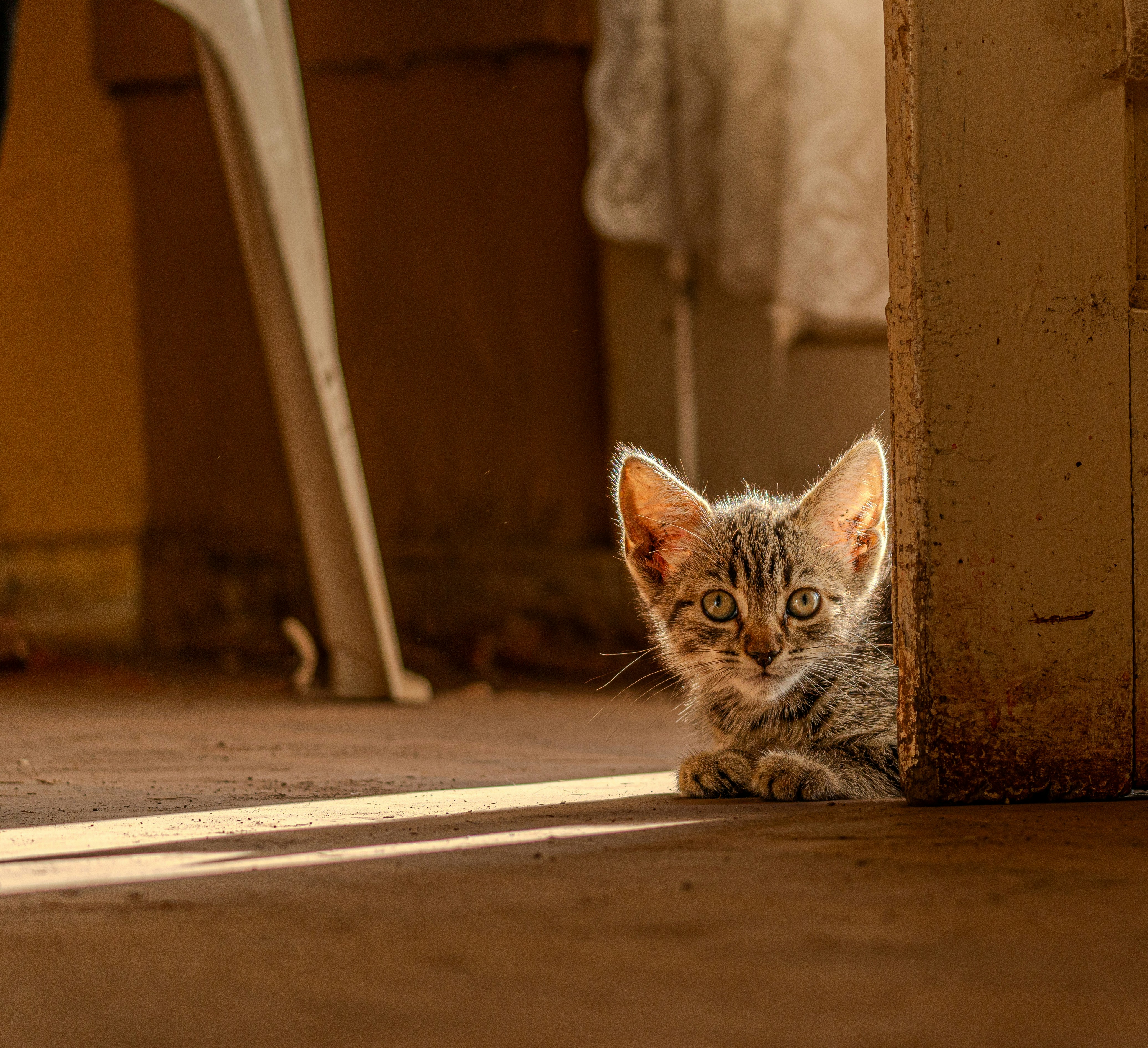 Golden Hour Peek: A Curious Kitten at the Doorframe