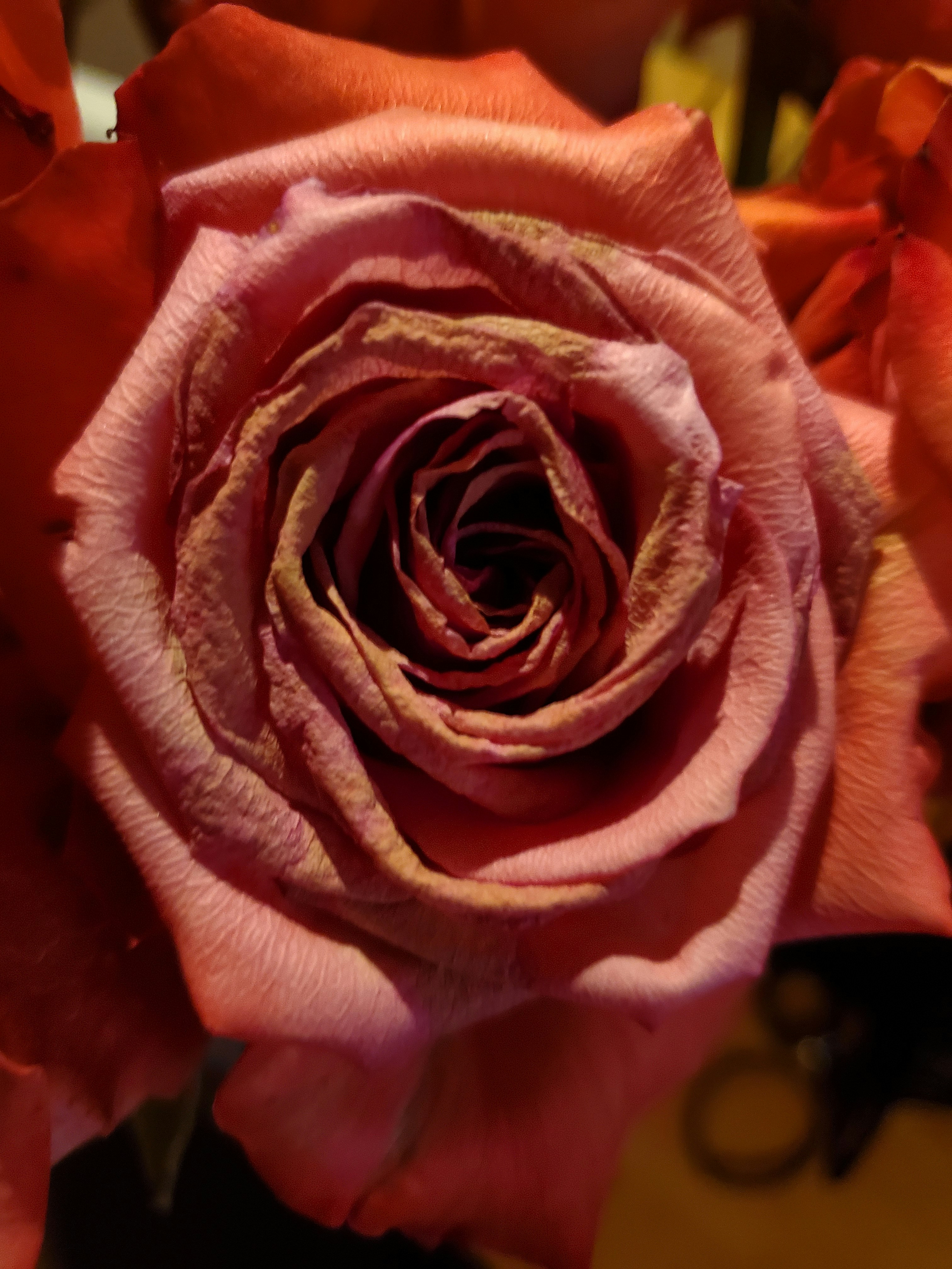 Spiral Heart: Pink Rose Macro in Ambient Glow