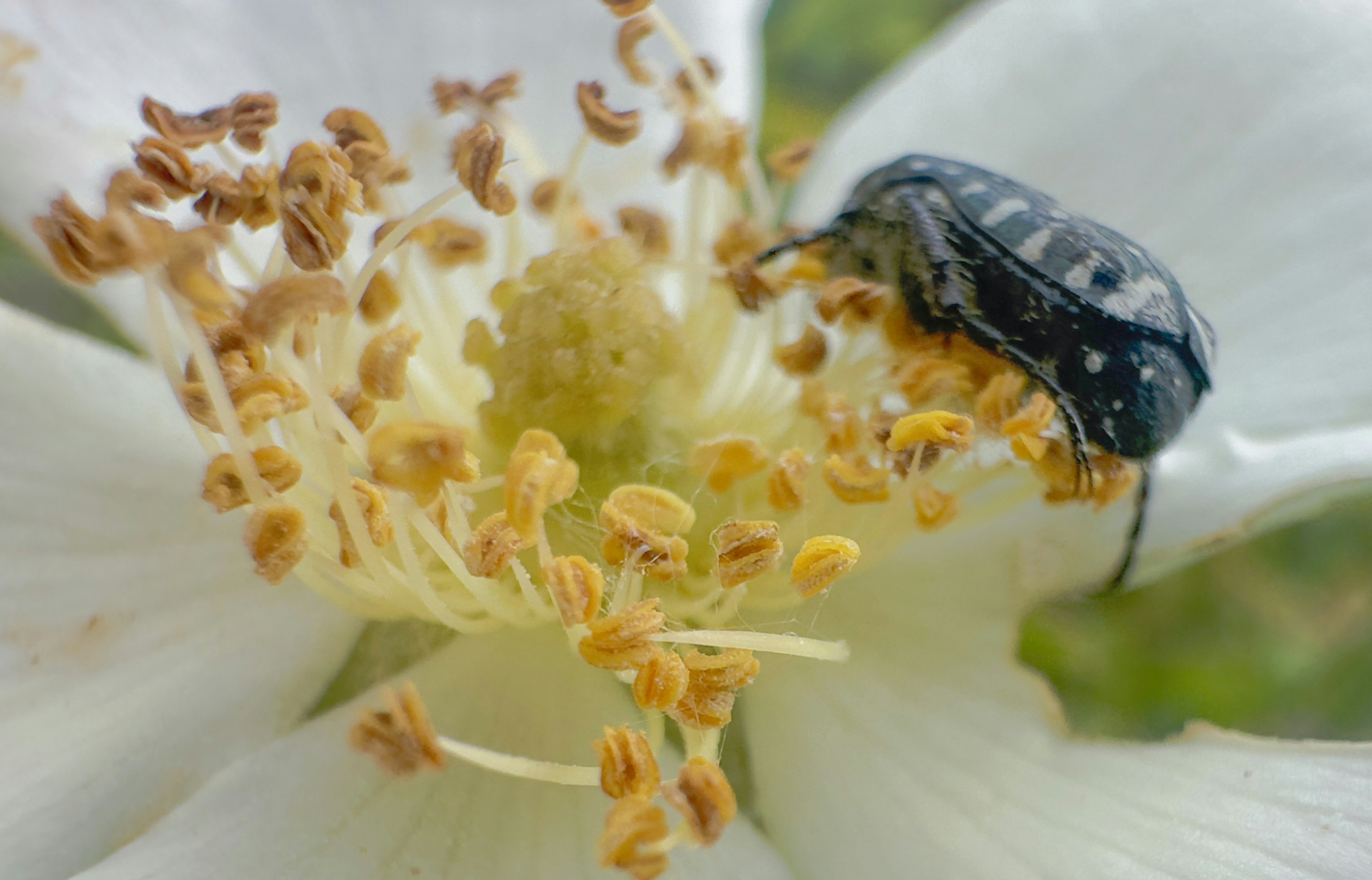 A close up of a flower with a bug on it photo – Free Flower Image on ...