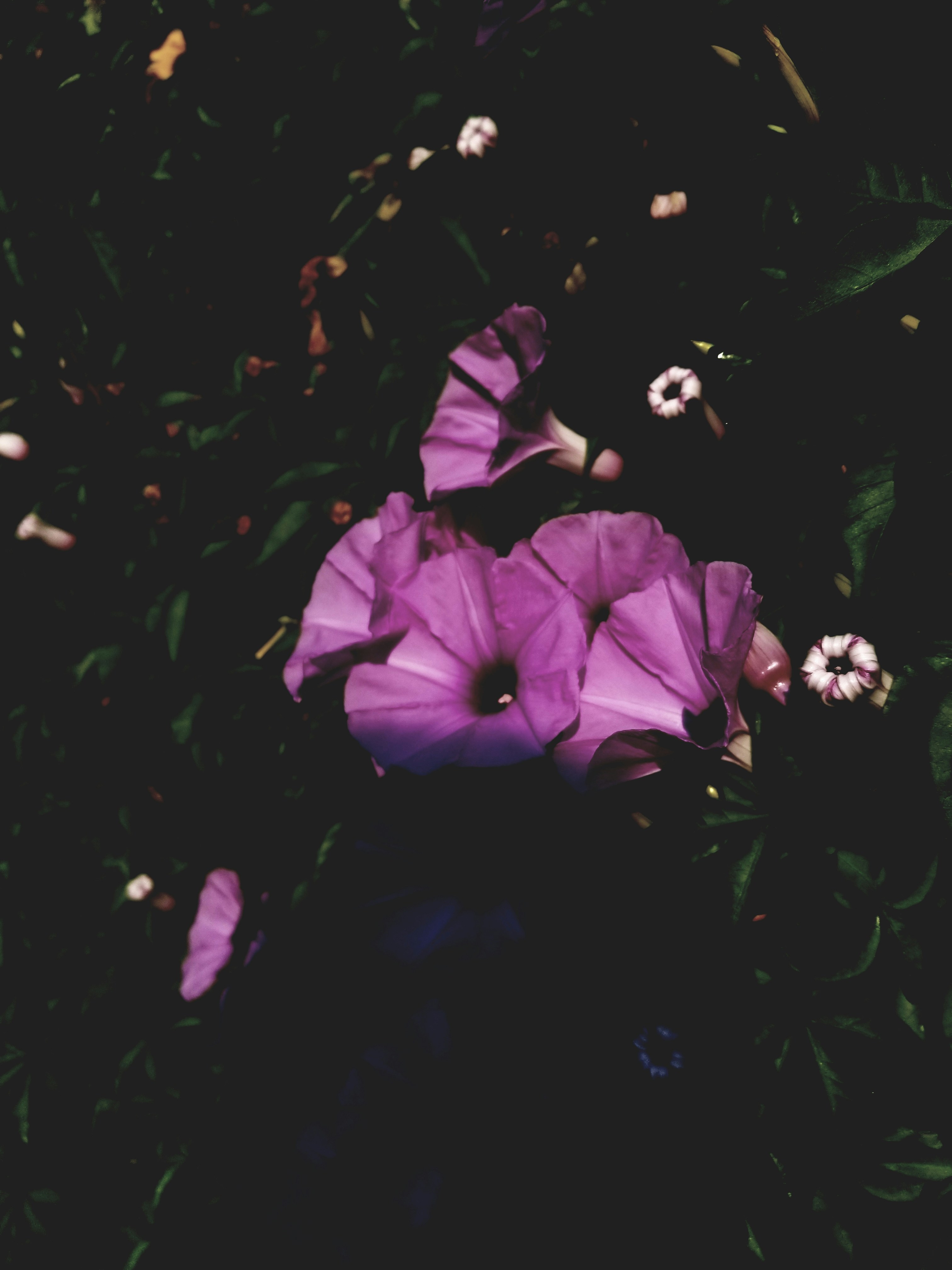 Velvet Night Petunias: A Close-Up in Dim Light