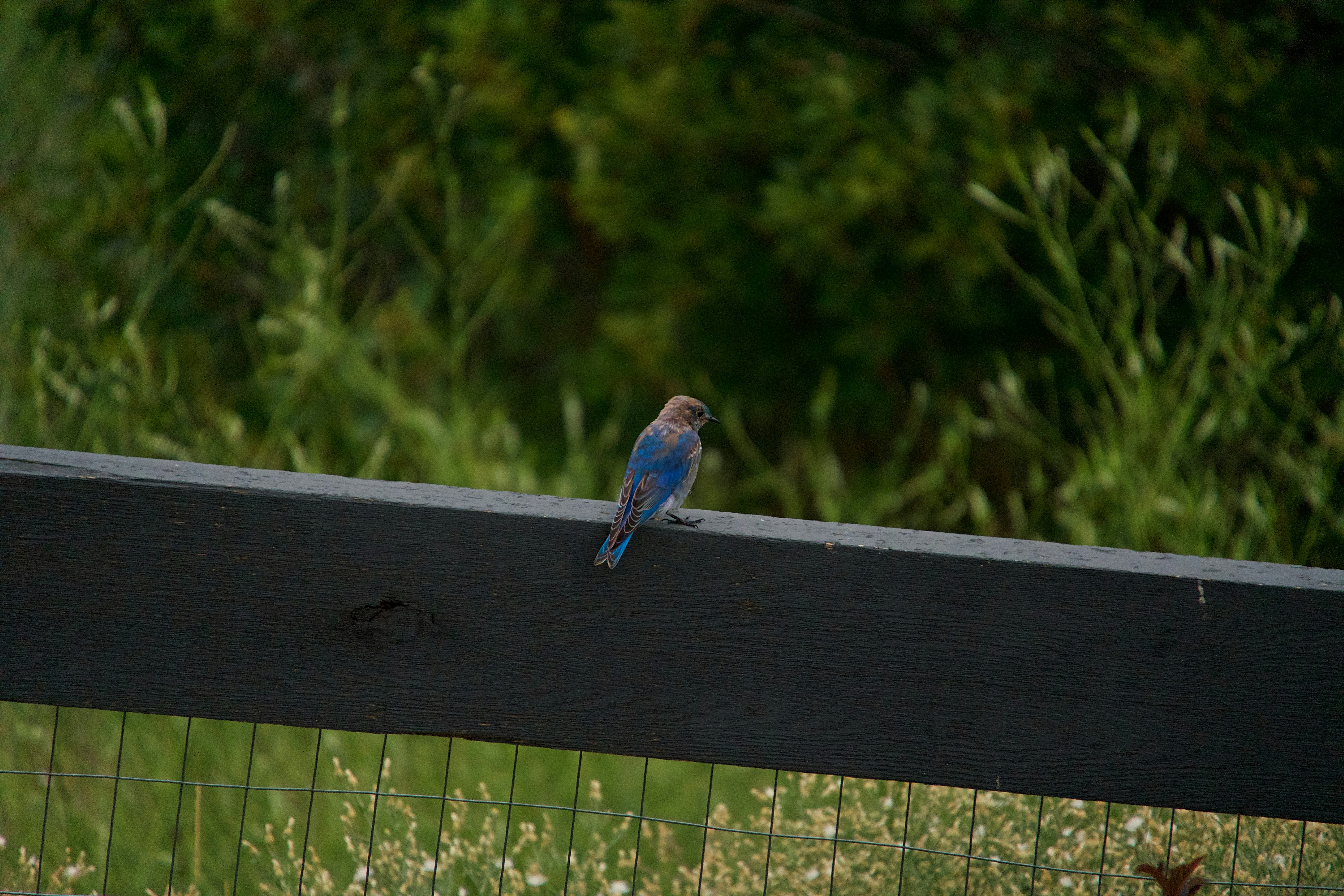 Blue Bird on a Weathered Fence at Dusk