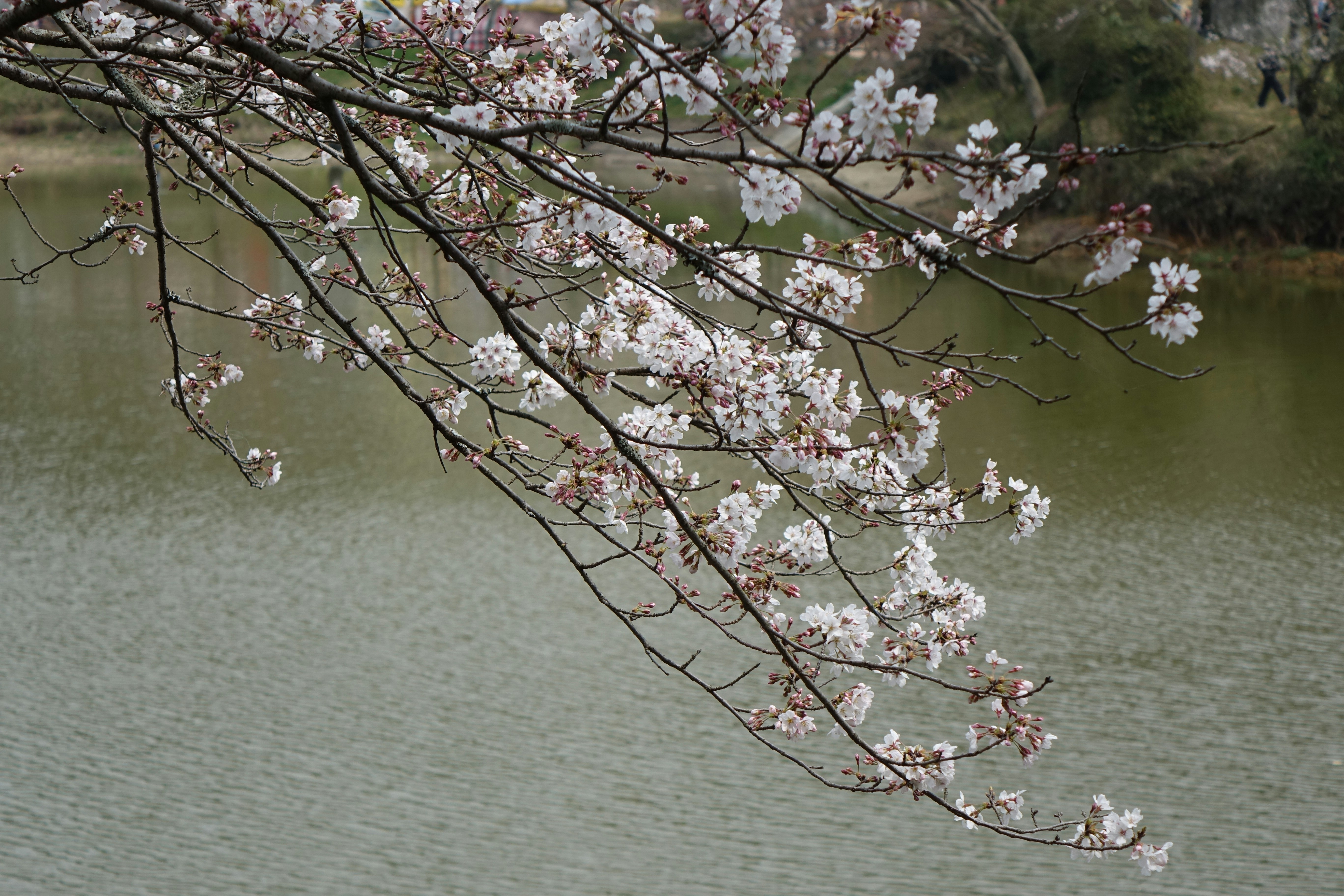 Petal-Branch Over a Tranquil Pond