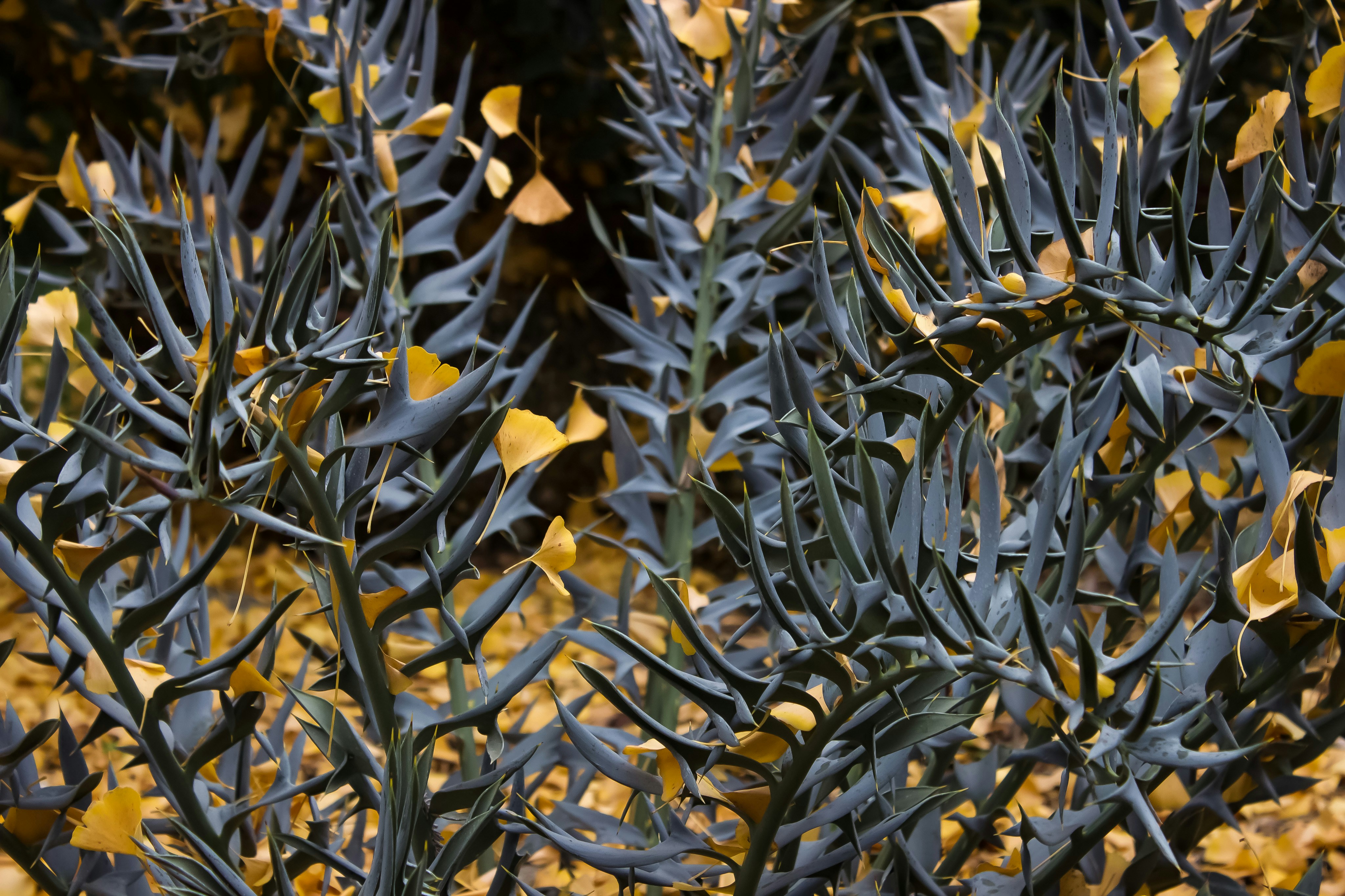 Photo by Victoria Orozco with Canon EOS 600D