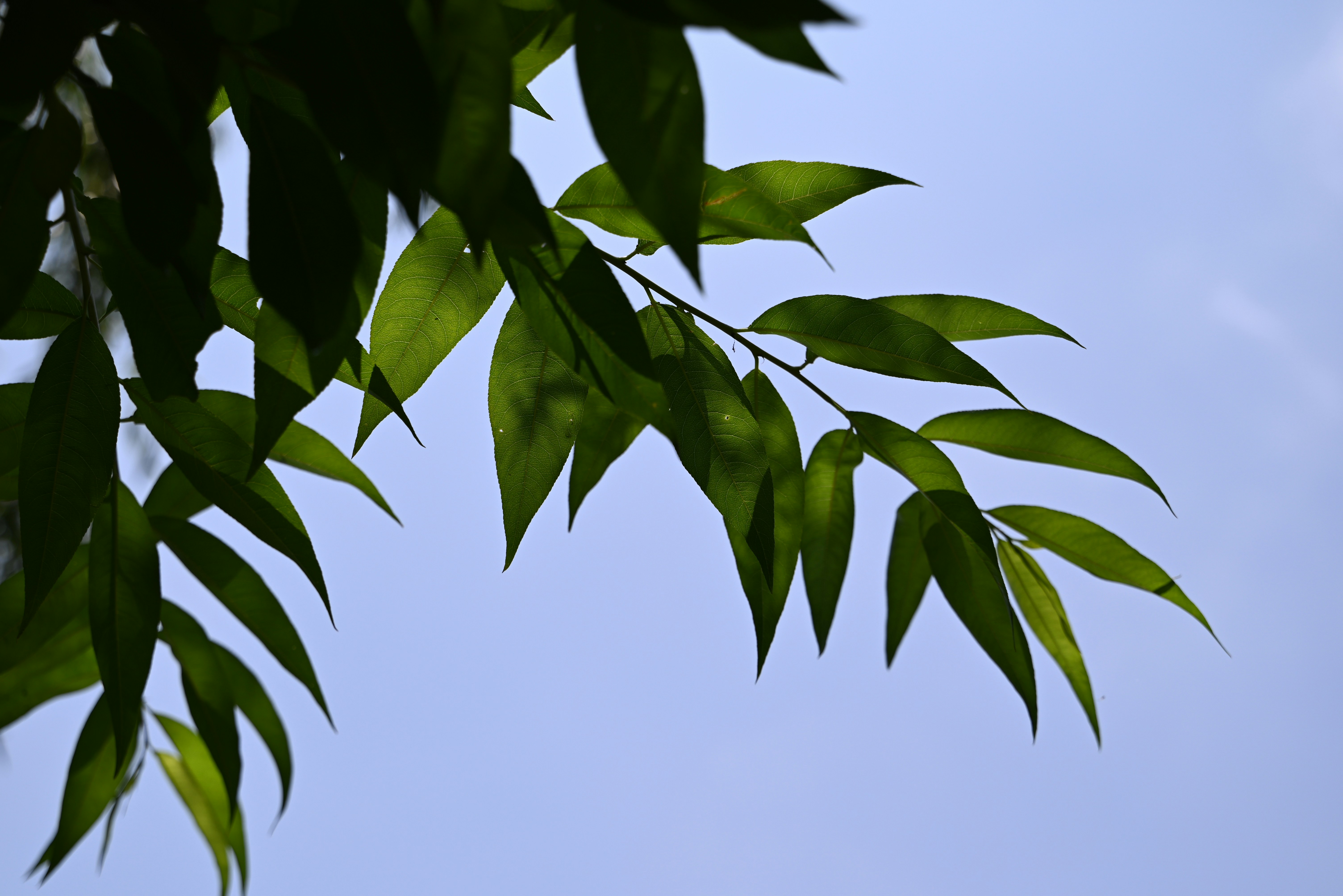 Emerald Fronds Against a Clear Sky: A Minimal Leaf Study
