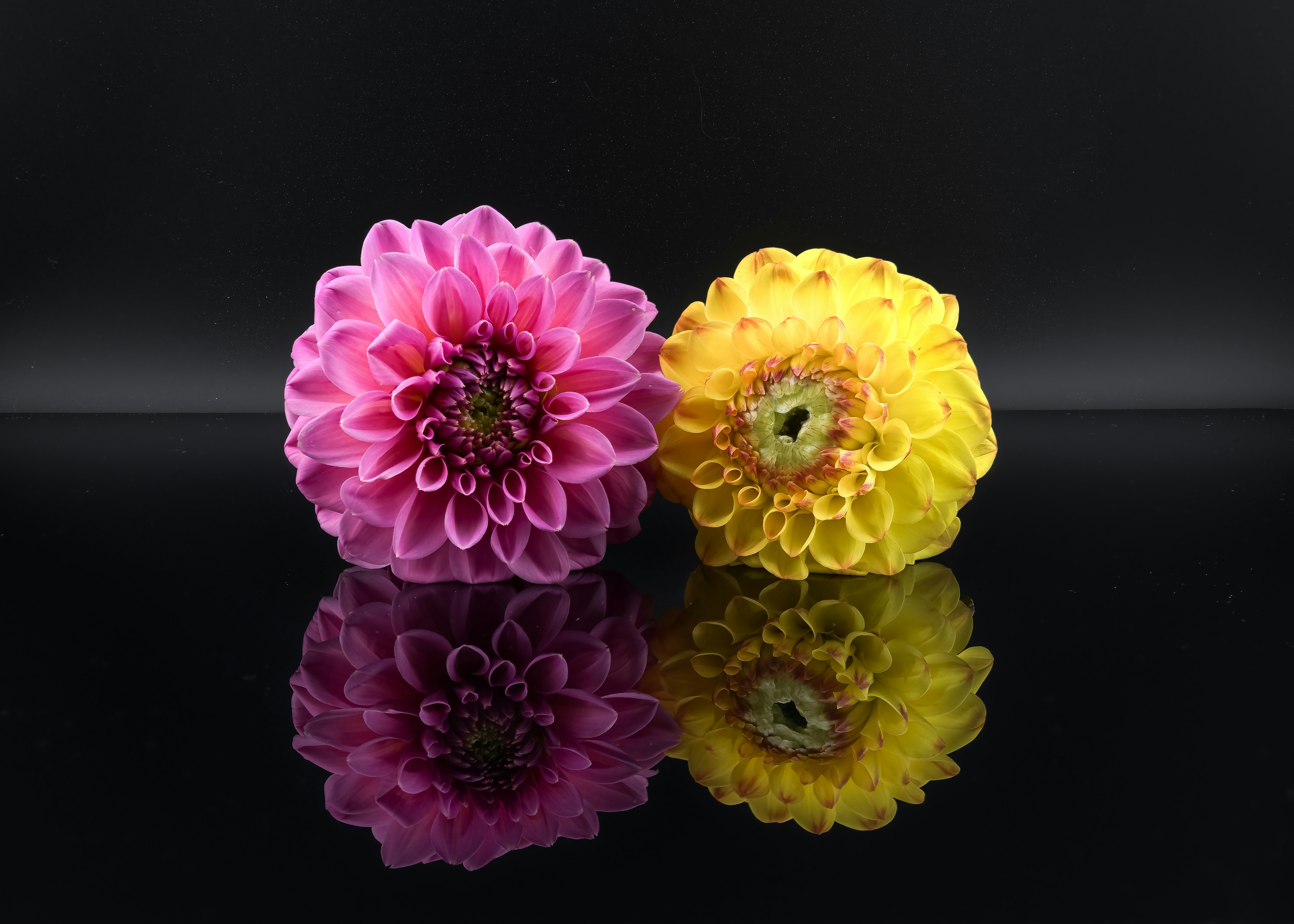 Petal Echoes on a Glass Stage: Pink and Yellow Dahlias with Reflections