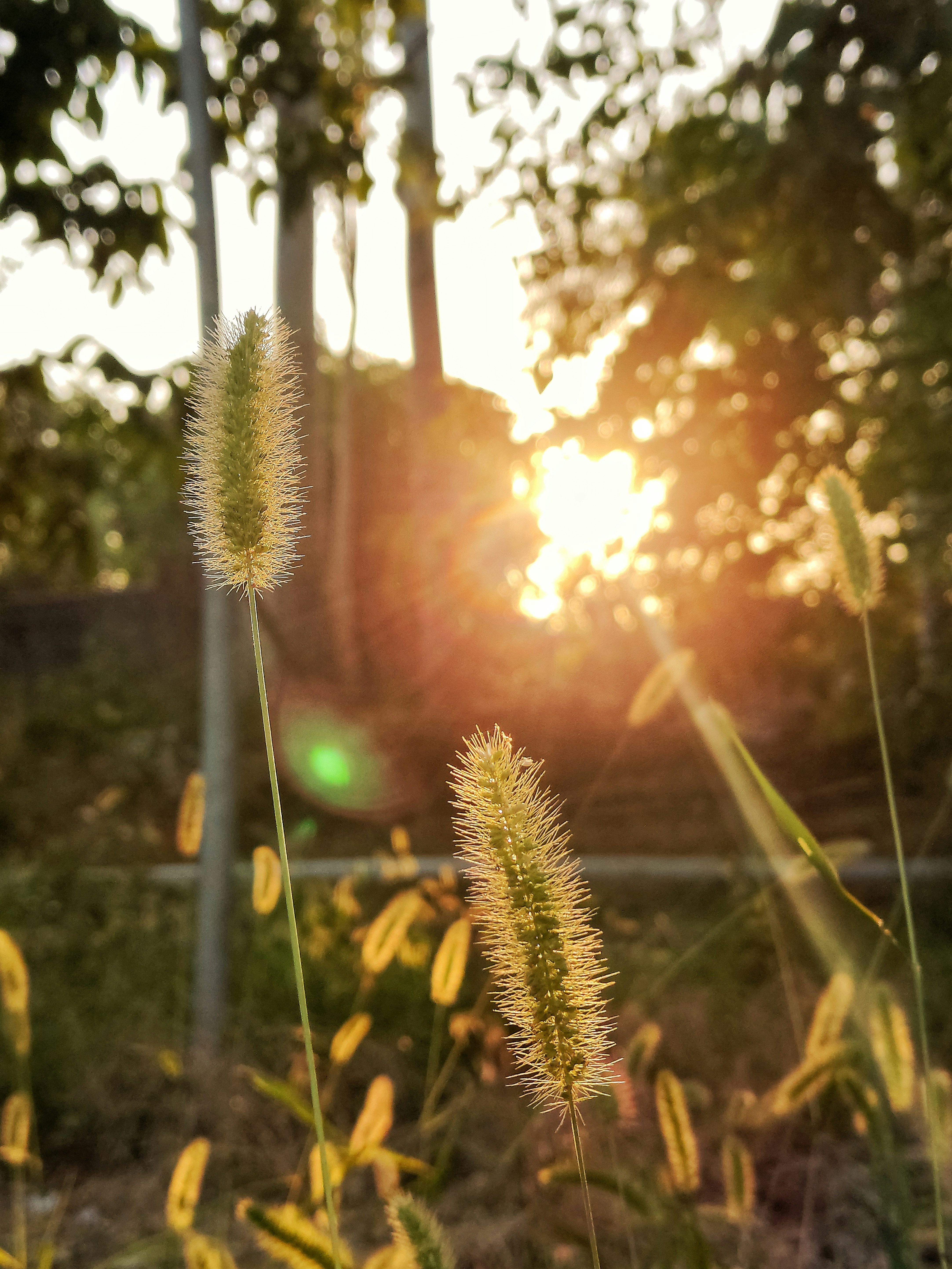 Sunlit foxtail grasses glow in the golden hour with a bright sun flare behind, creating a warm, bokeh-rich field scene.