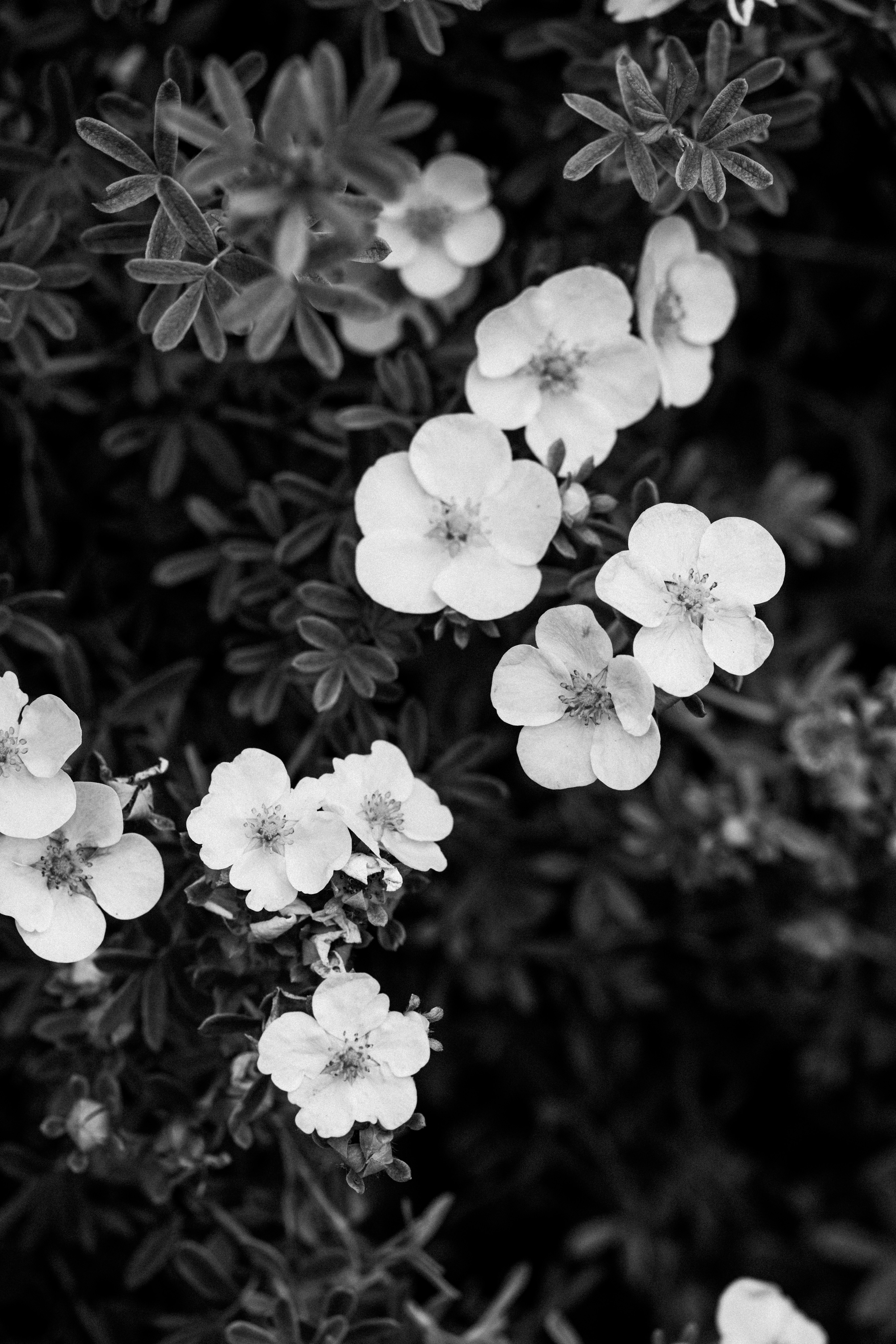 Fond D'écran De Photographie De Fleurs En Noir Et Blanc