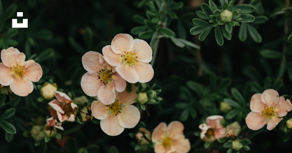 Un Grupo De Flores Rosadas Con Hojas Verdes Foto Imagen De Fondo