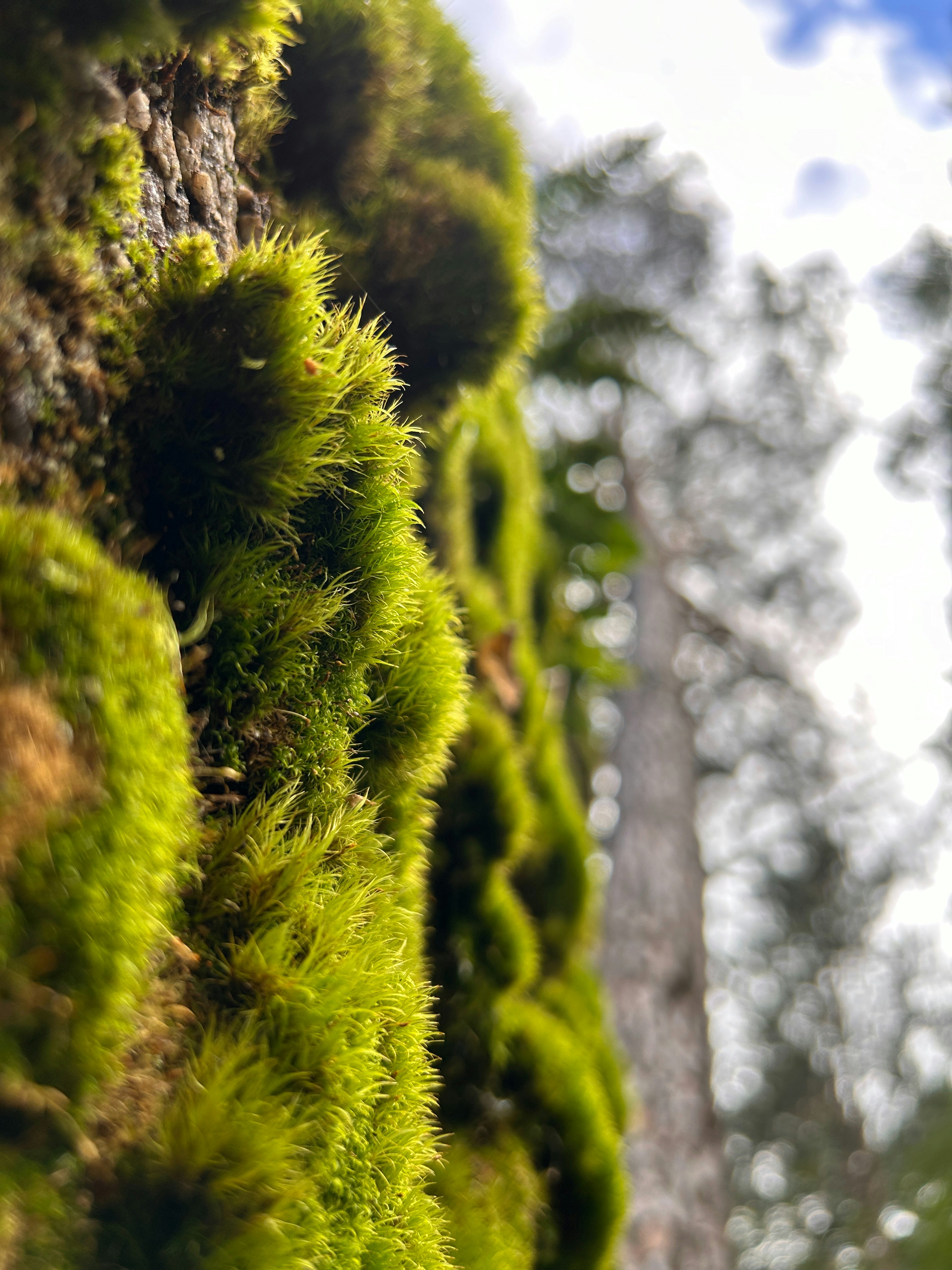 Mossy Cliff Hinge: Close-Up of Verdant Textures