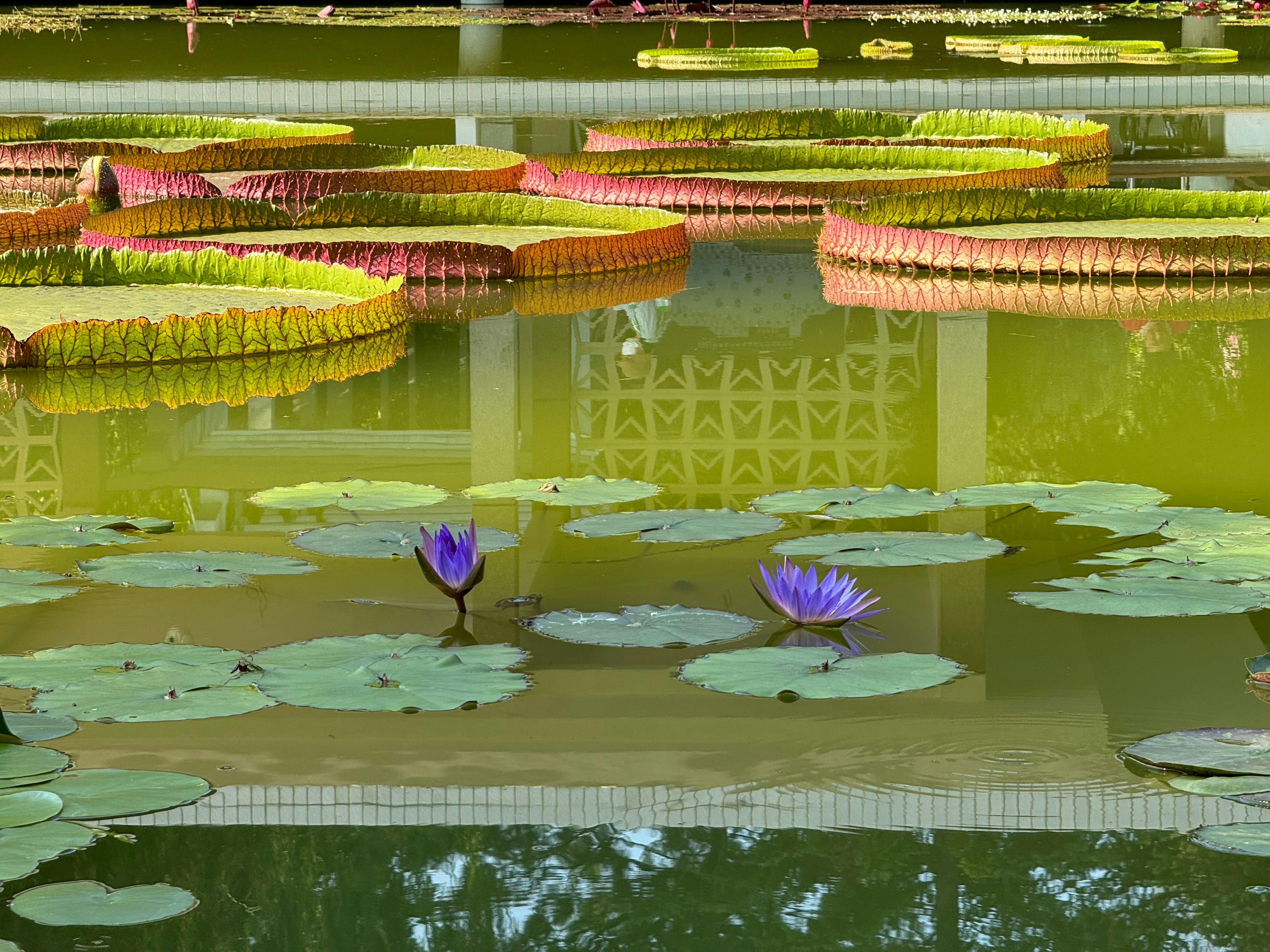 End of summer 2024, water lily in the National Botanical Garden.