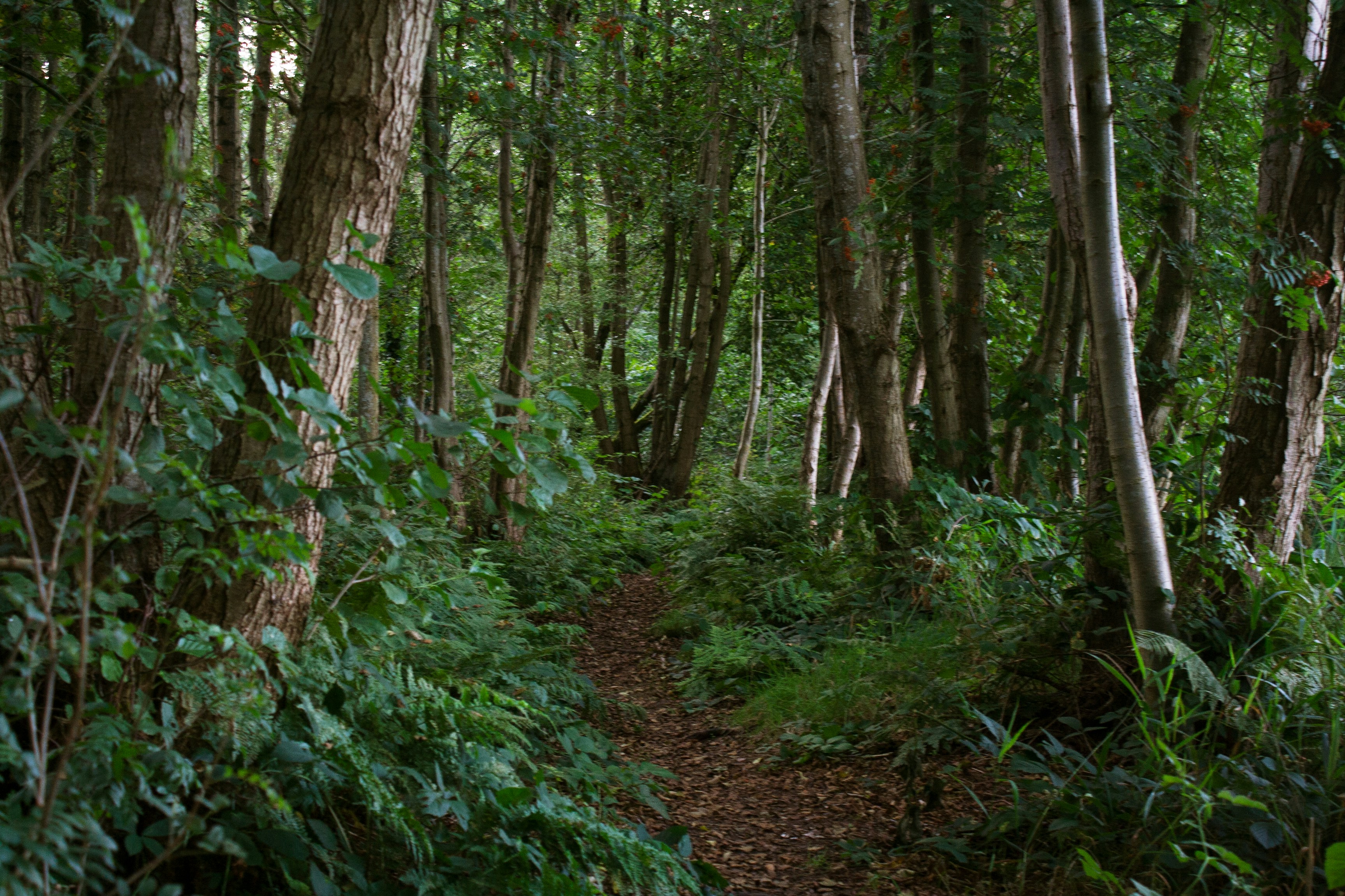 A path in the middle of a forest with lots of trees photo – Free ...