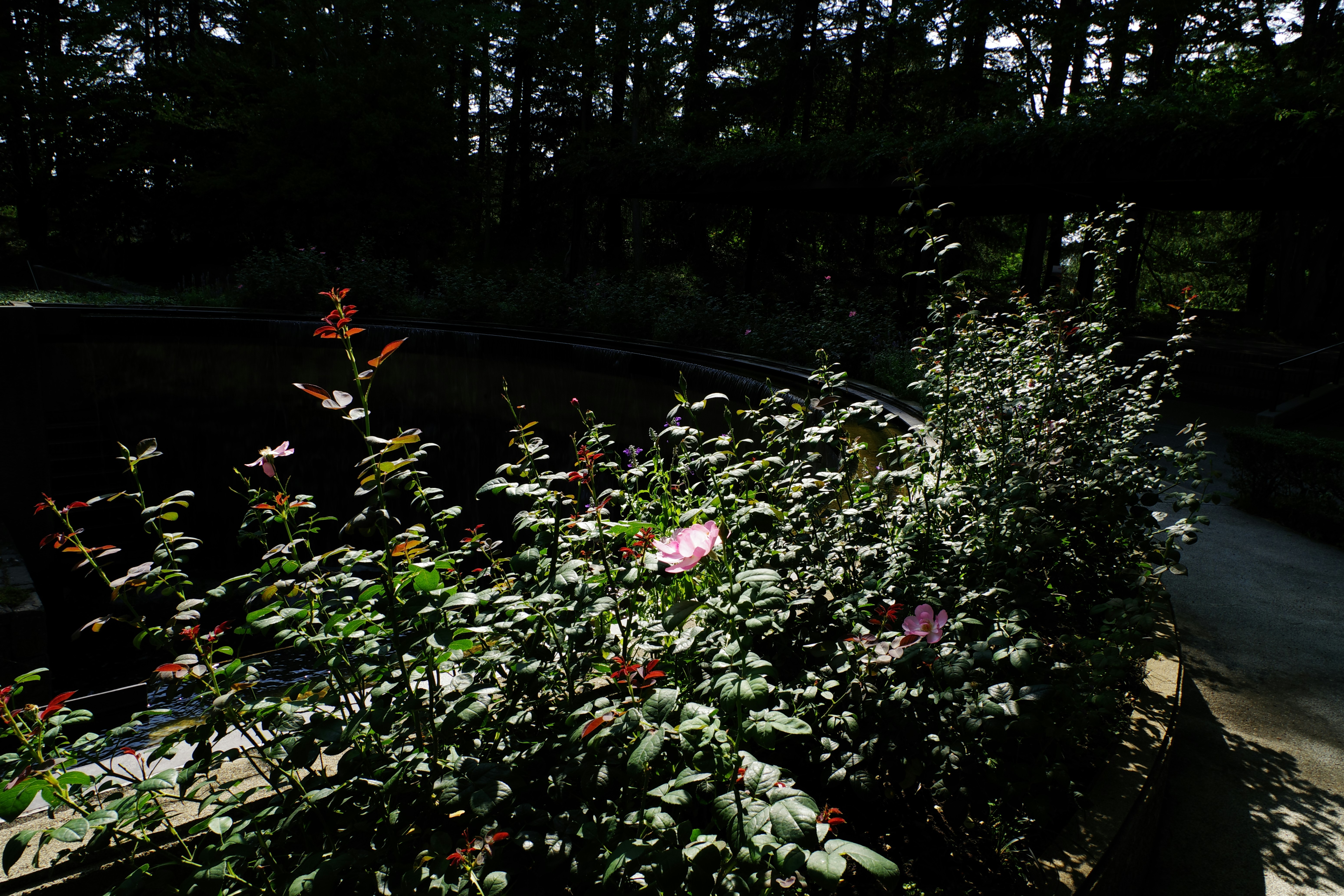 Beautiful green and flower garden、新緑と美しい花が織りなす絶景 A superb view of fresh greenery and beautiful flowers