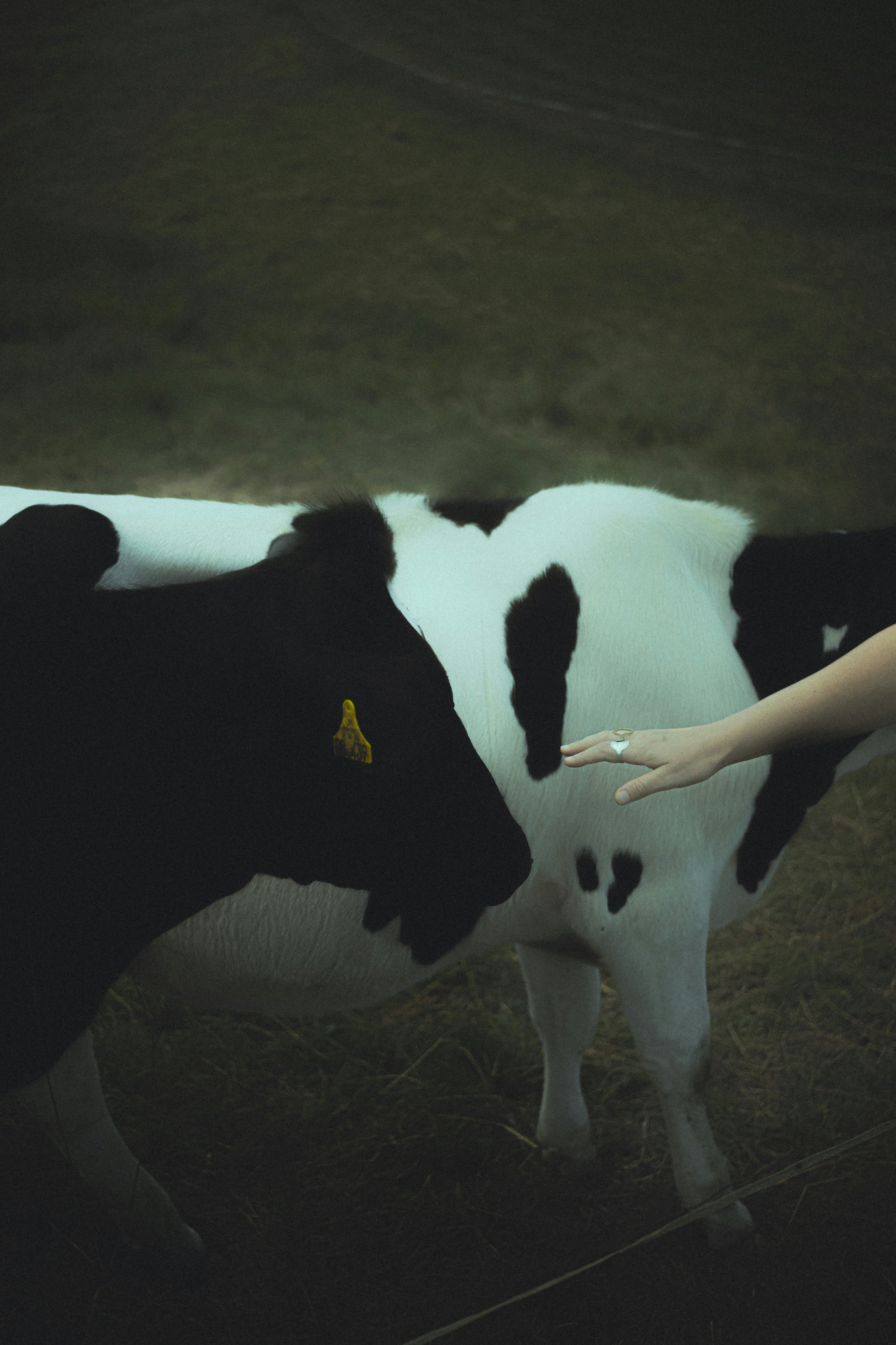 Twilight touch near a calm dairy cow