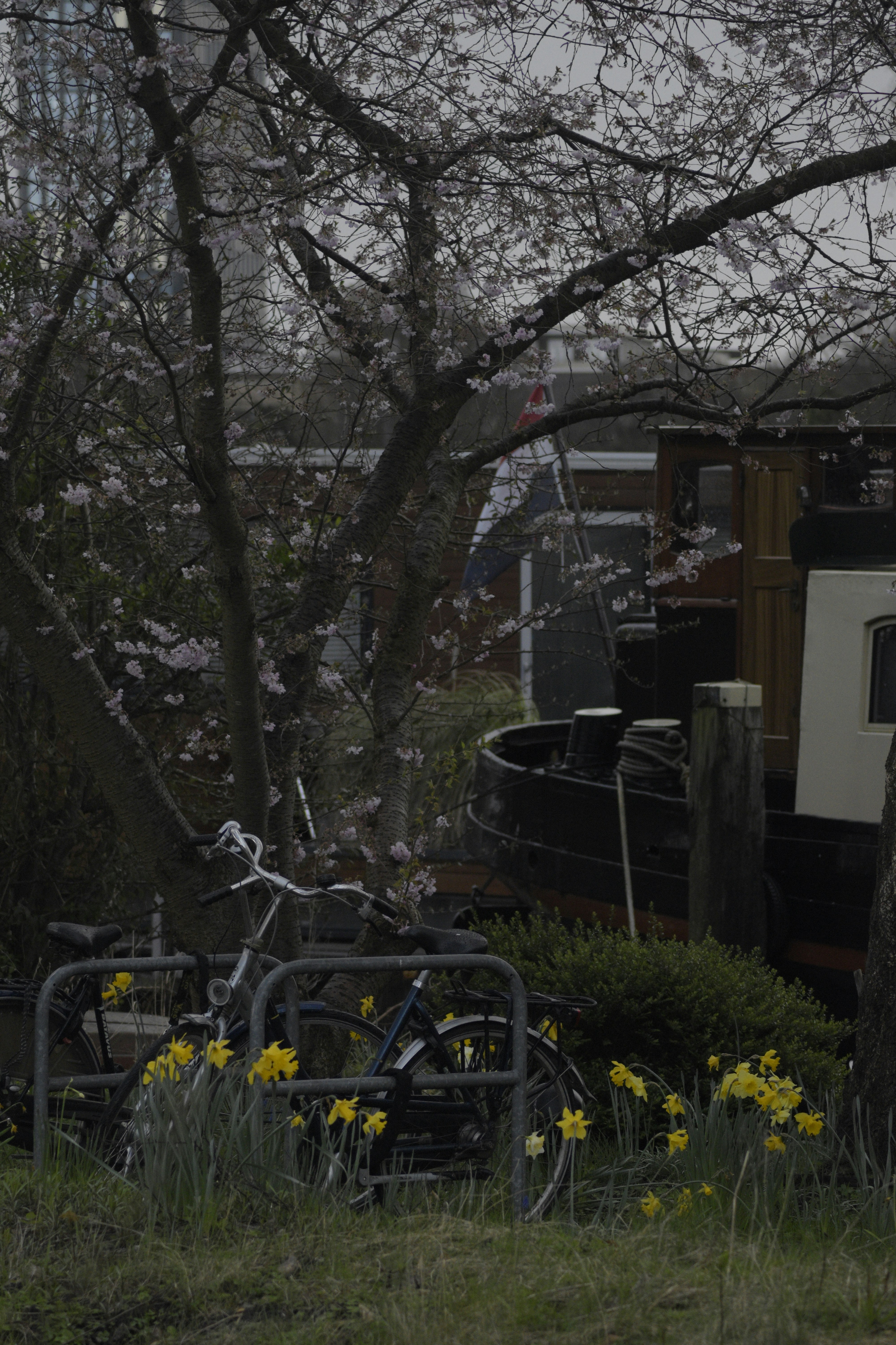 Spring in the Alley: Blossoms and Bicycles by the Canal
