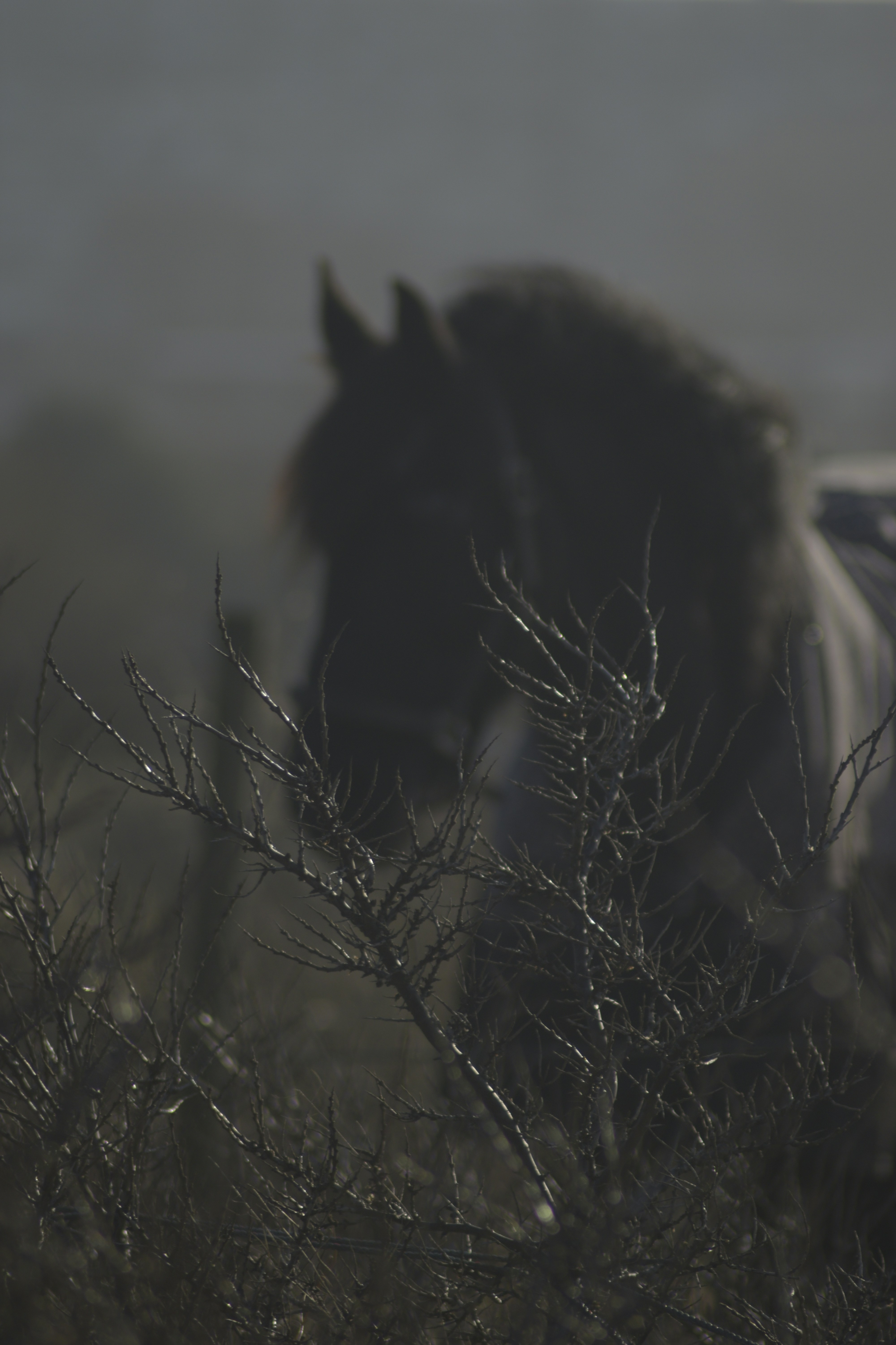 Silhouette Beyond the Thorns: A Horse at Velvet Dusk