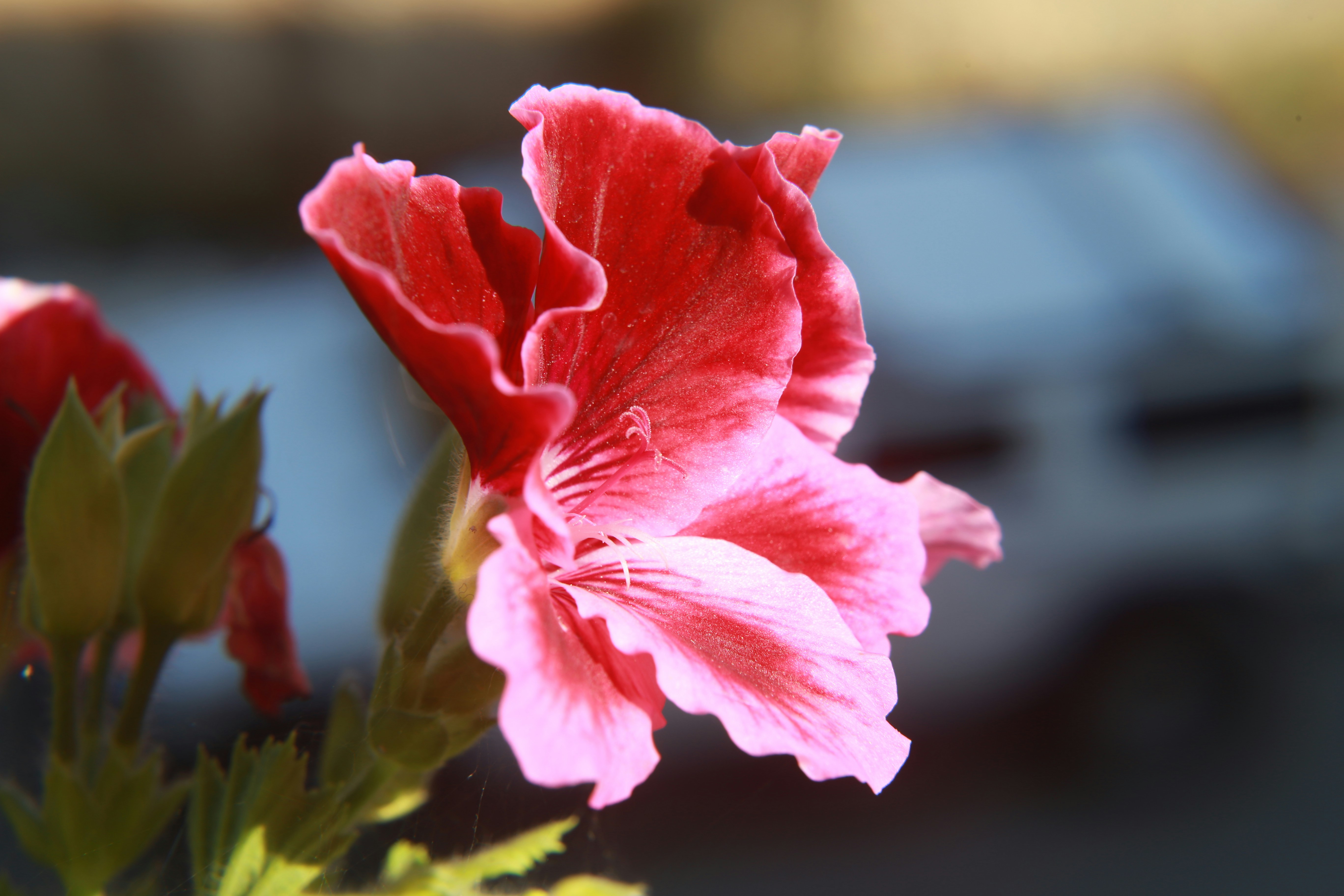 Petal Spotlight: Pink Cheer in a Blurred Street Scene