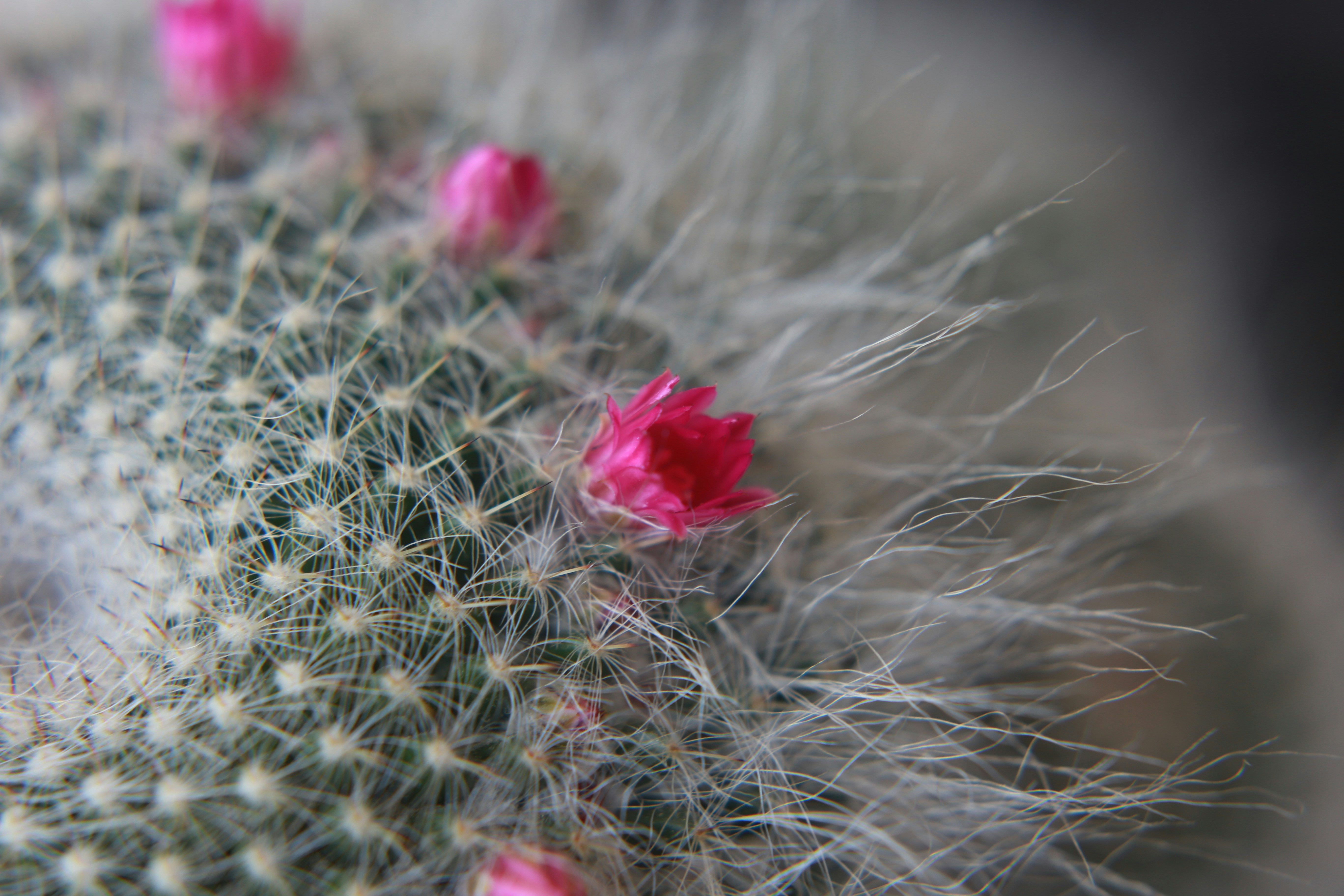 Rosy Buds on a Woolly Spine: A Macro Portrait of a Cactus