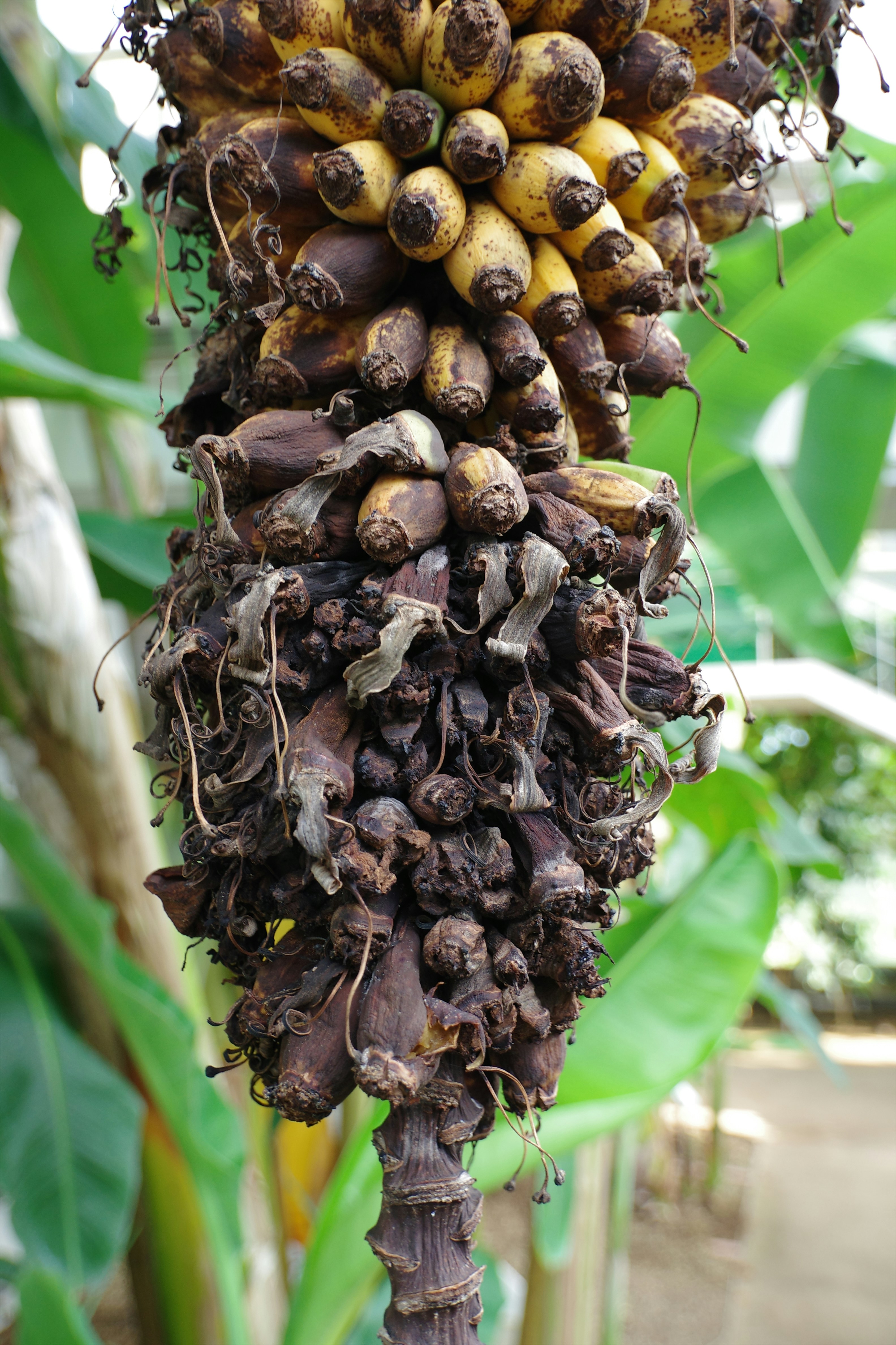Banana Colonnade: A Dense Cluster of Overripe Fruit in a Greenhouse