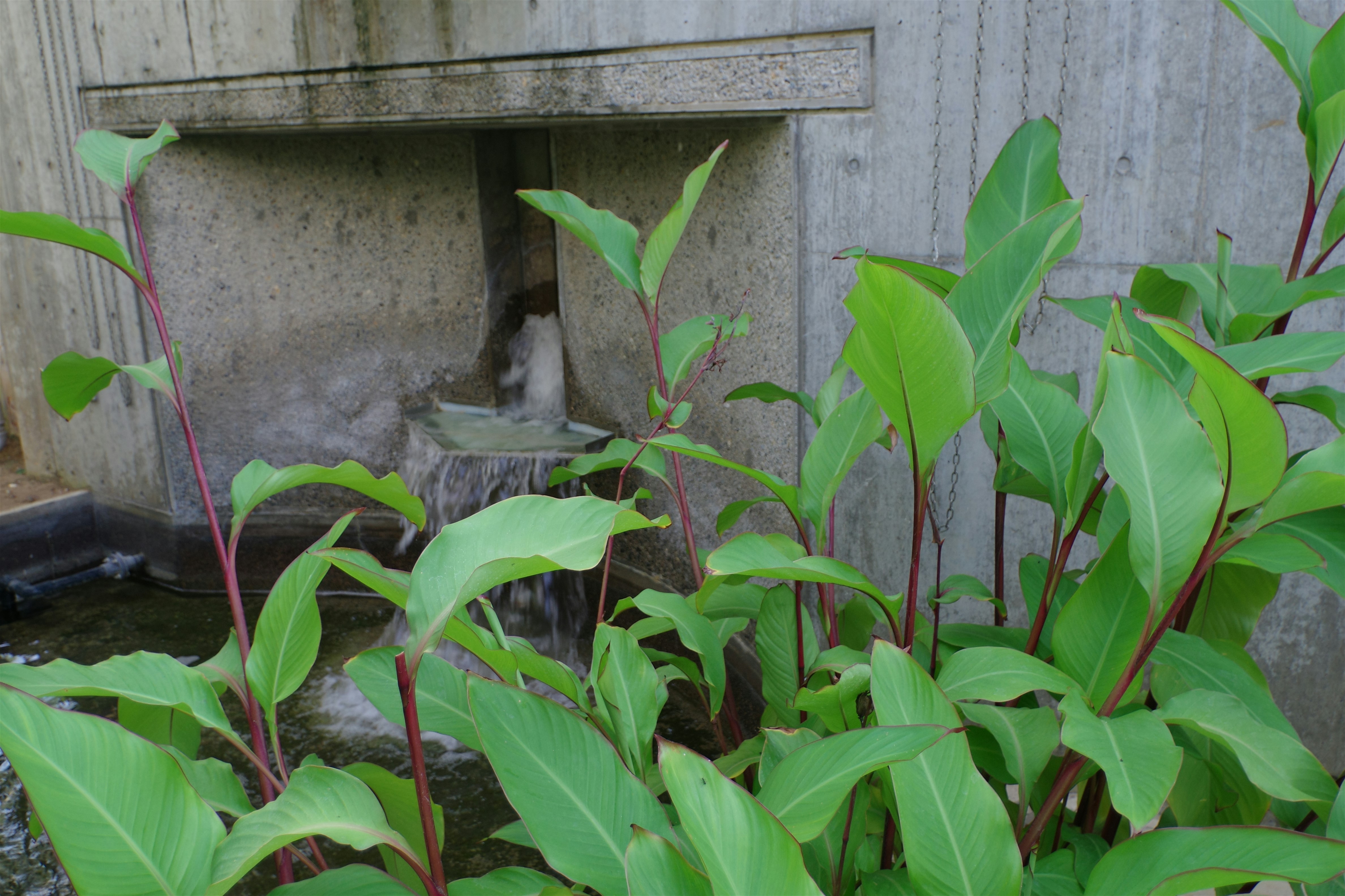 Emerald Fronds Guard a Quiet Drain in Weathered Concrete
