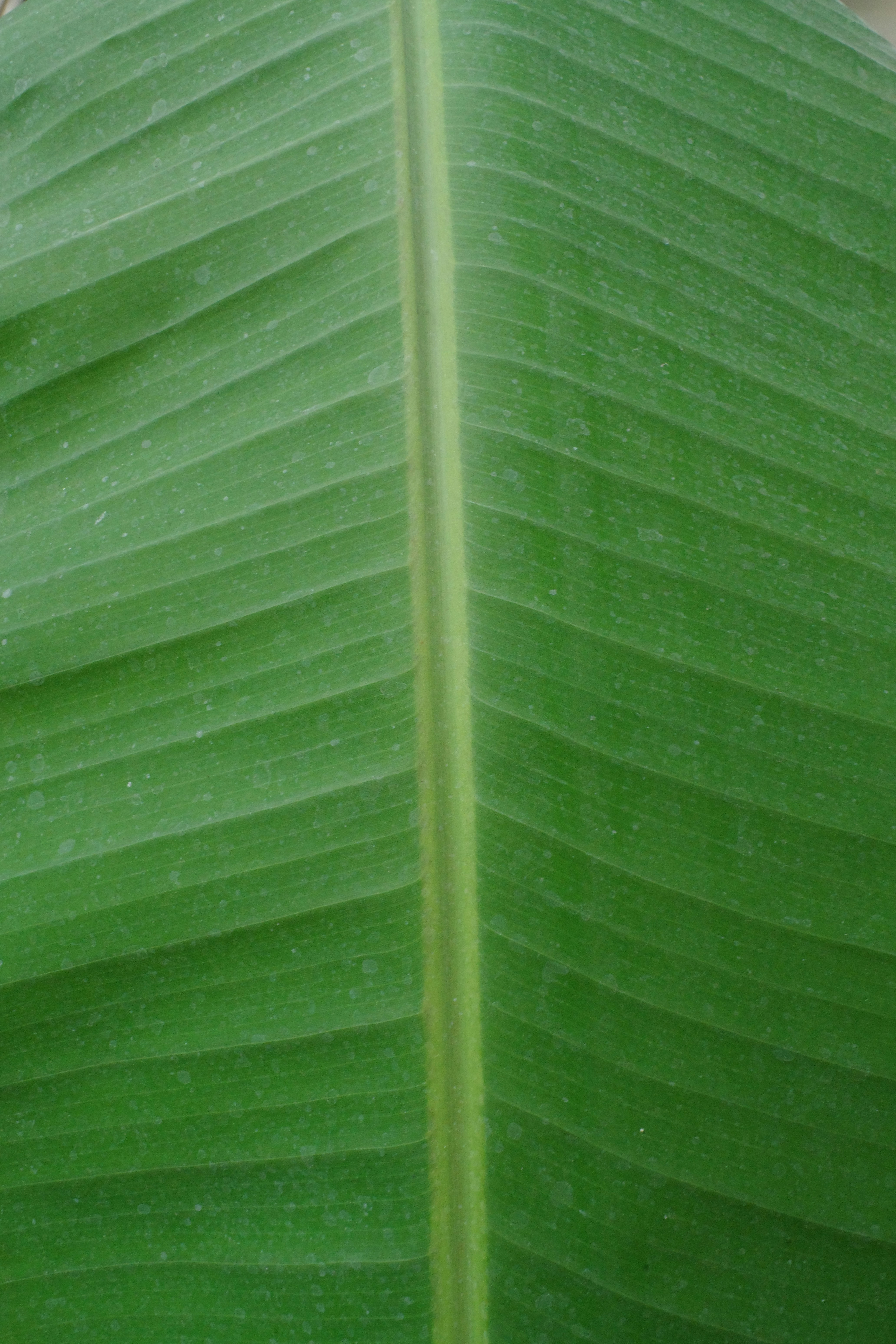 Midrib Mosaic: Macro Portrait of a Leaf's Central Vein