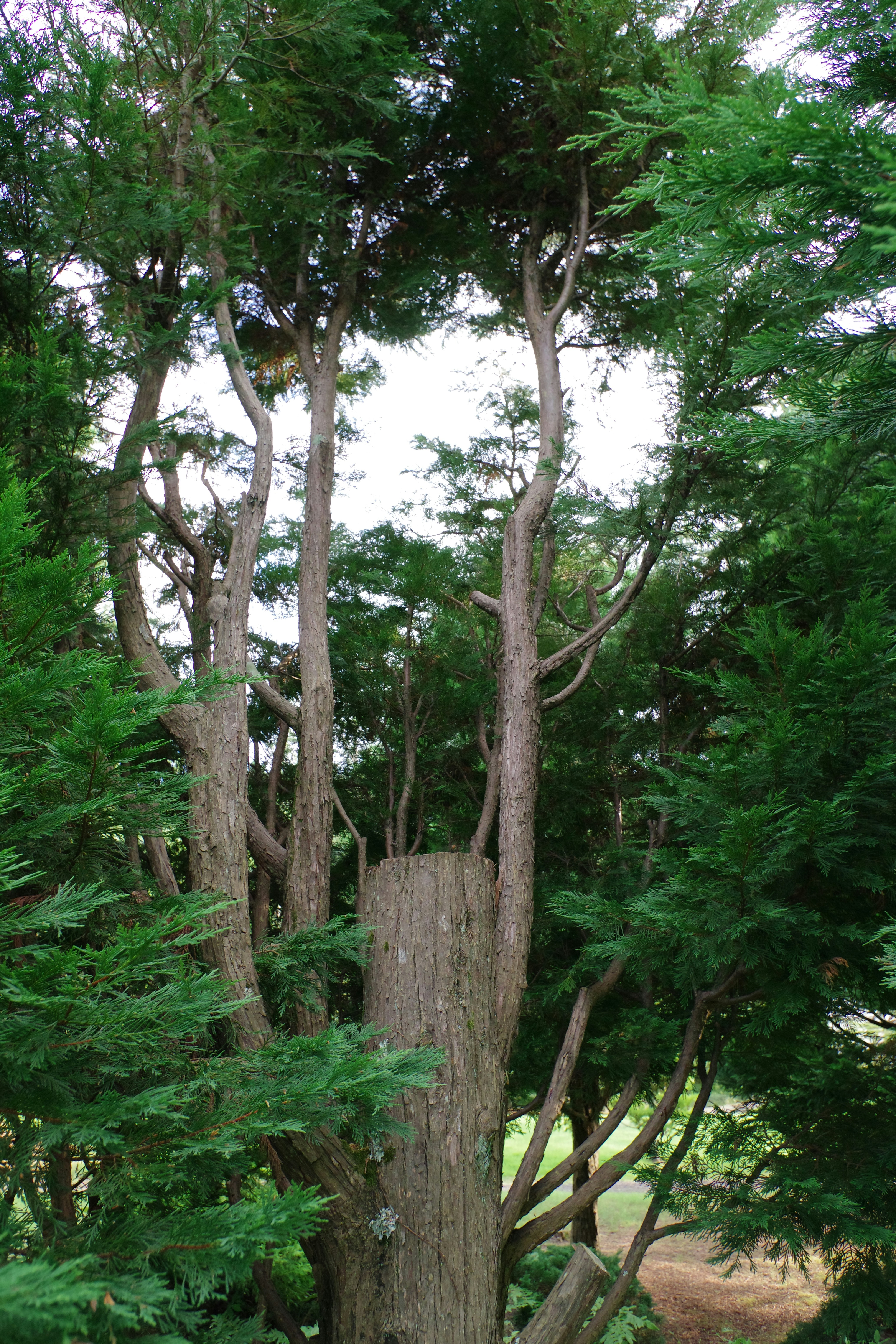 Stump Cathedral in a Cedar Grove