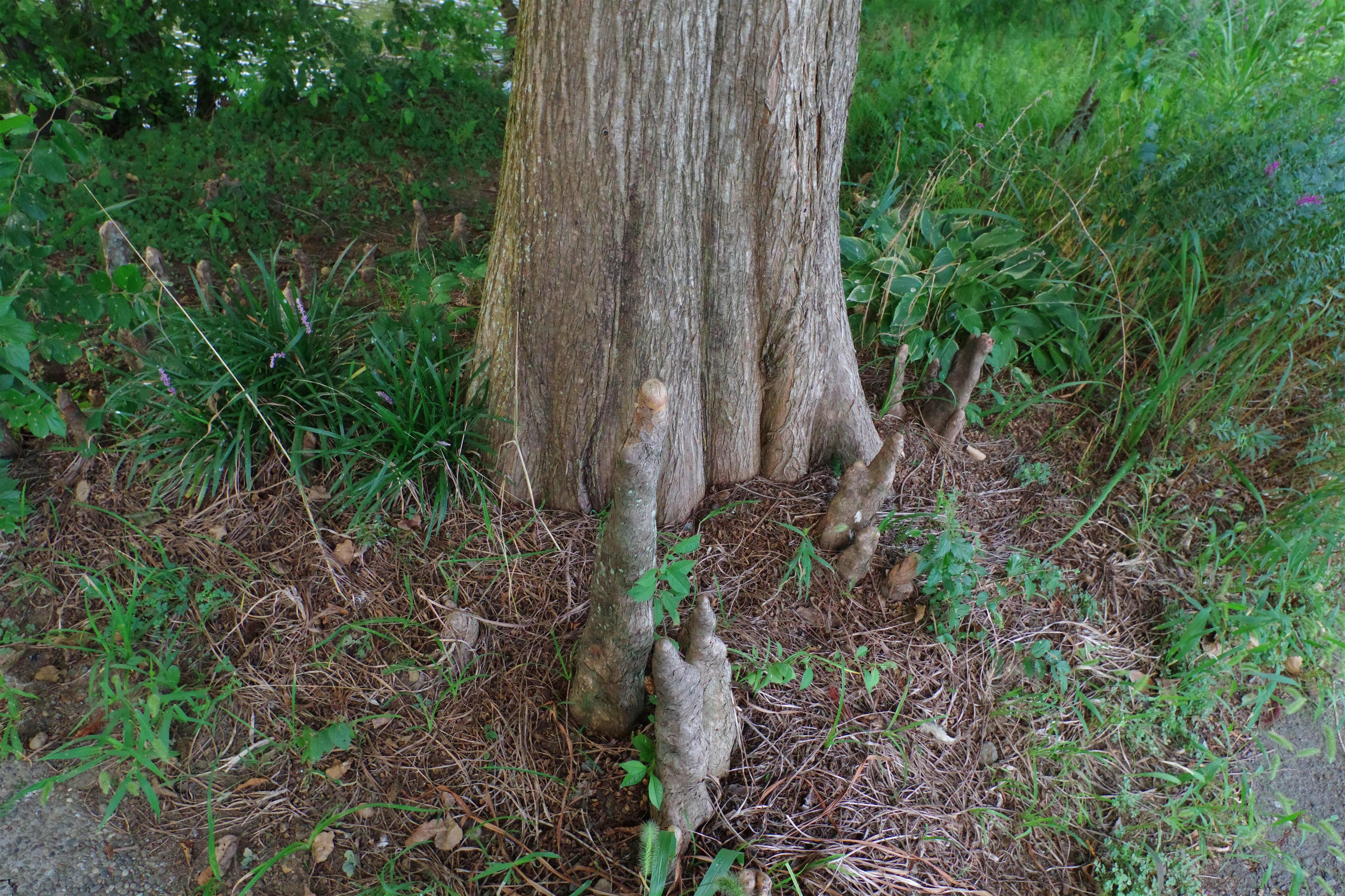Earthbound Carvings: Root Sculptures at the Tree's Base