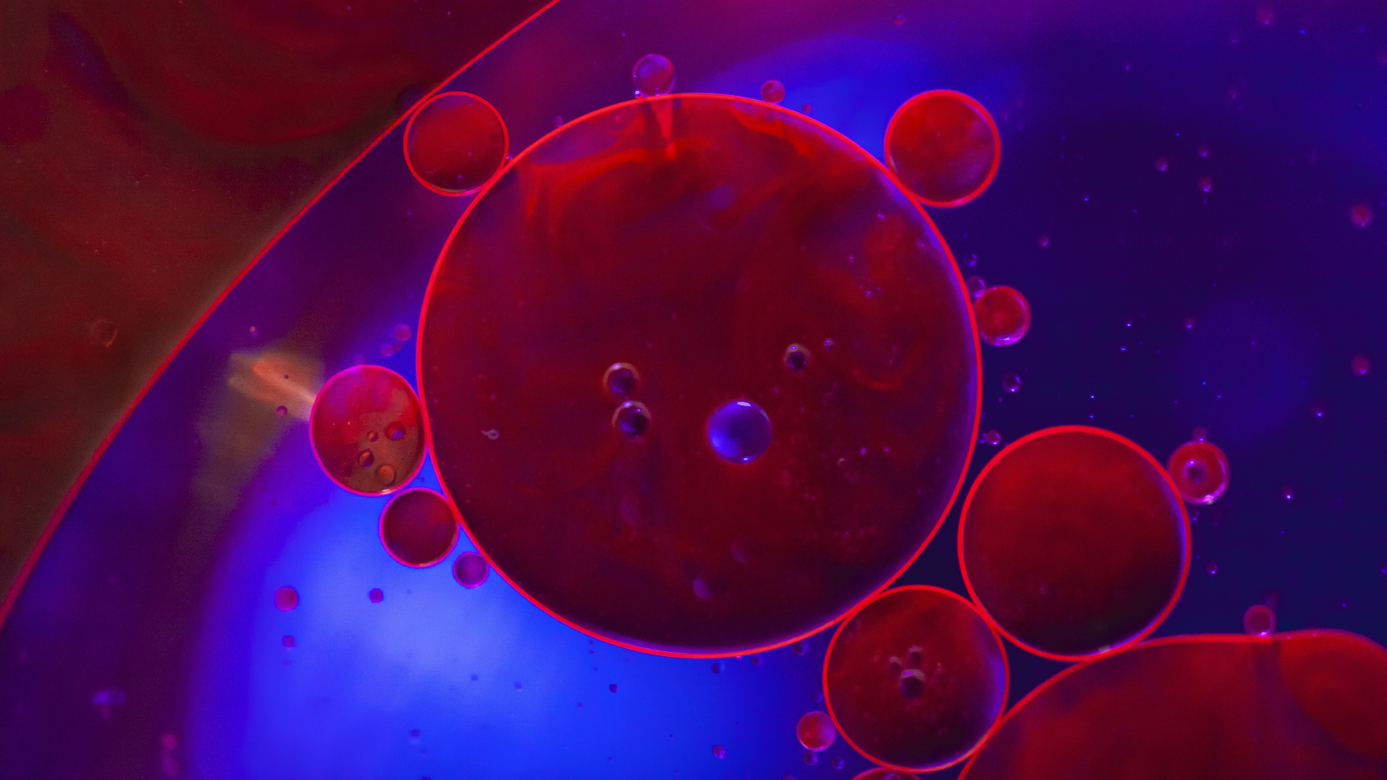 Red and blue blood cells in a blood vessel photo – Free Macrophoto ...