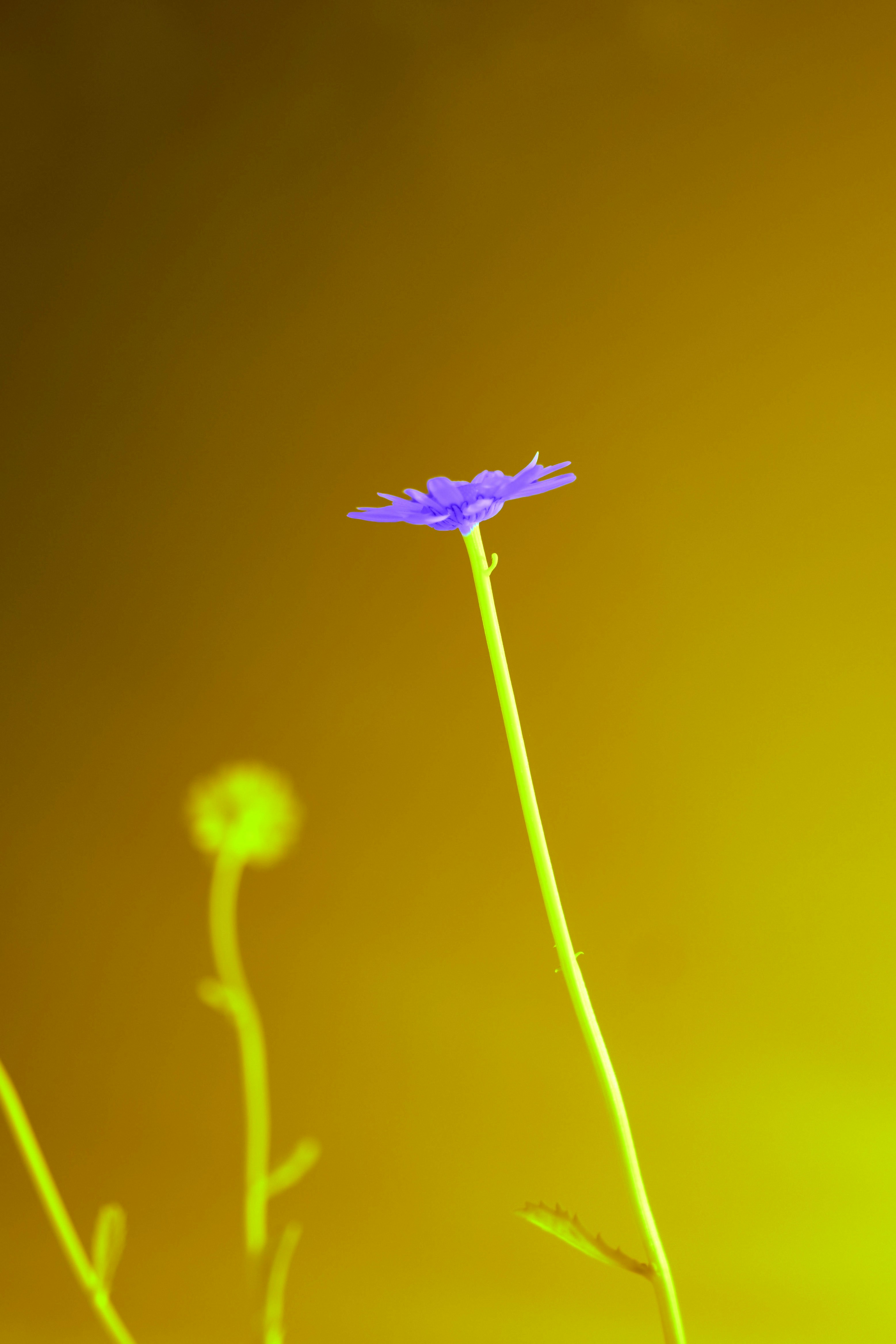 Neon Stem, Violet Bloom: A Lone Flower in Amber Bokeh