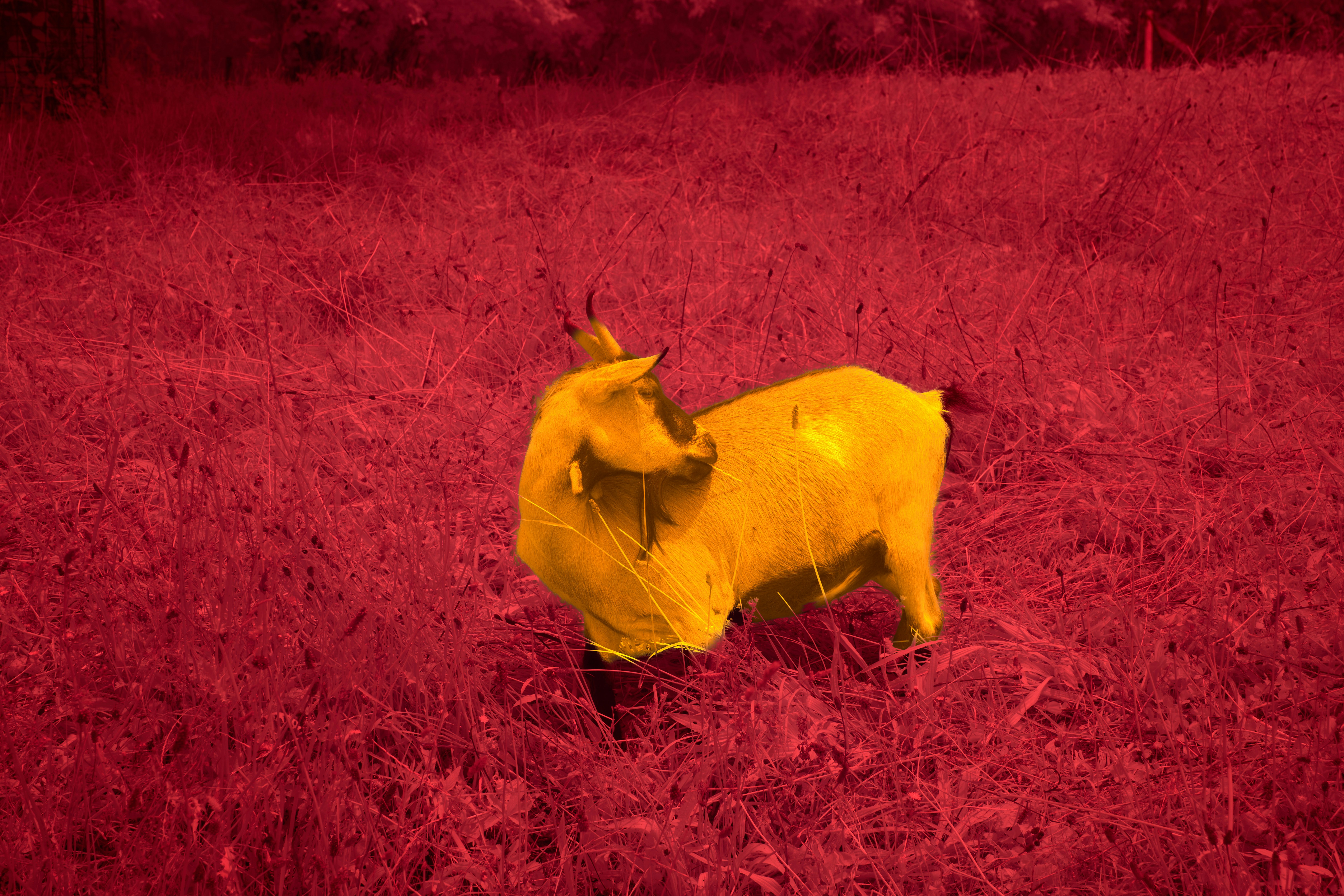 Photo by Wolfgang Hasselmann with Sony Alpha 7 IV