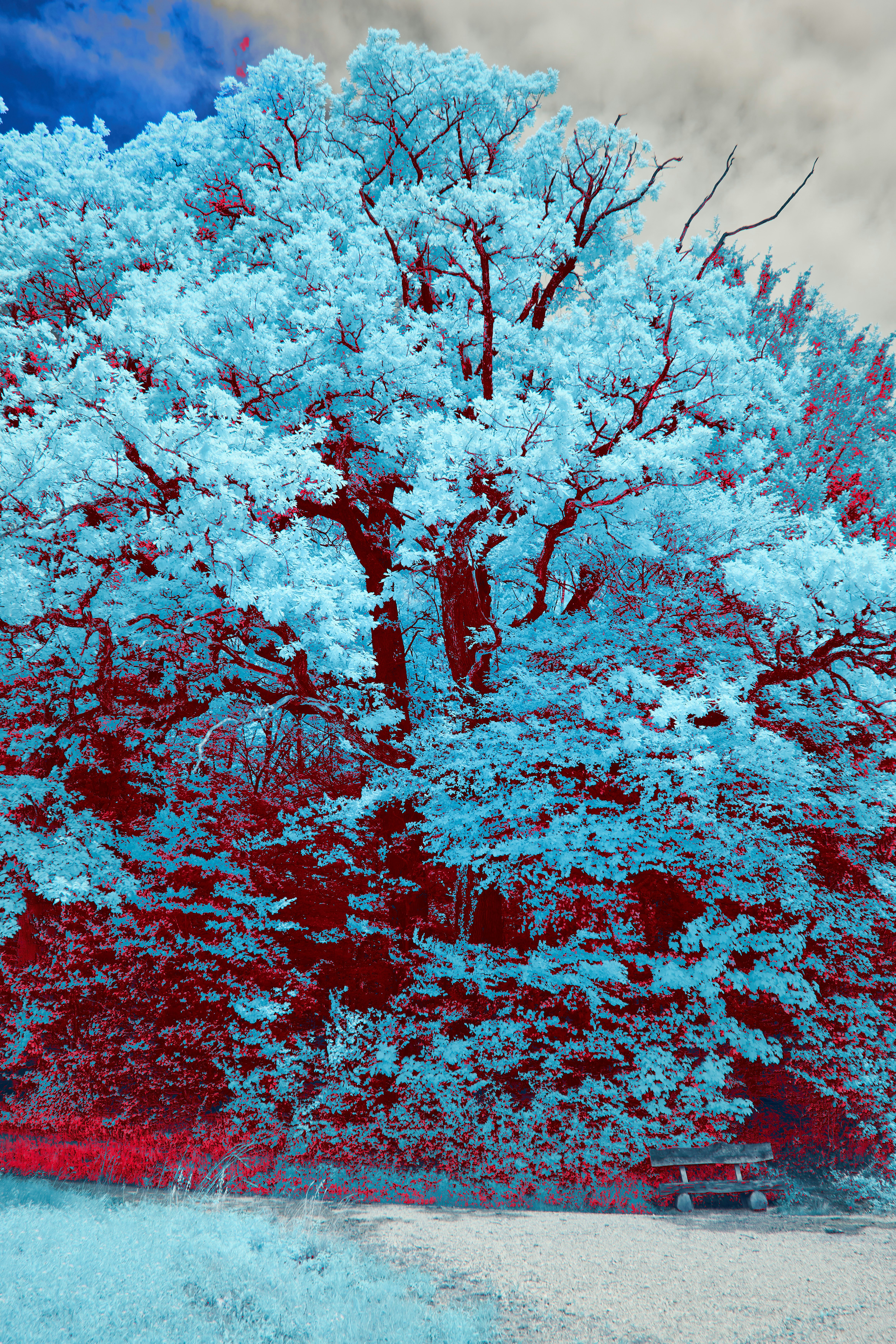 A red and blue tree in the snow photo – Free Forest Image on Unsplash
