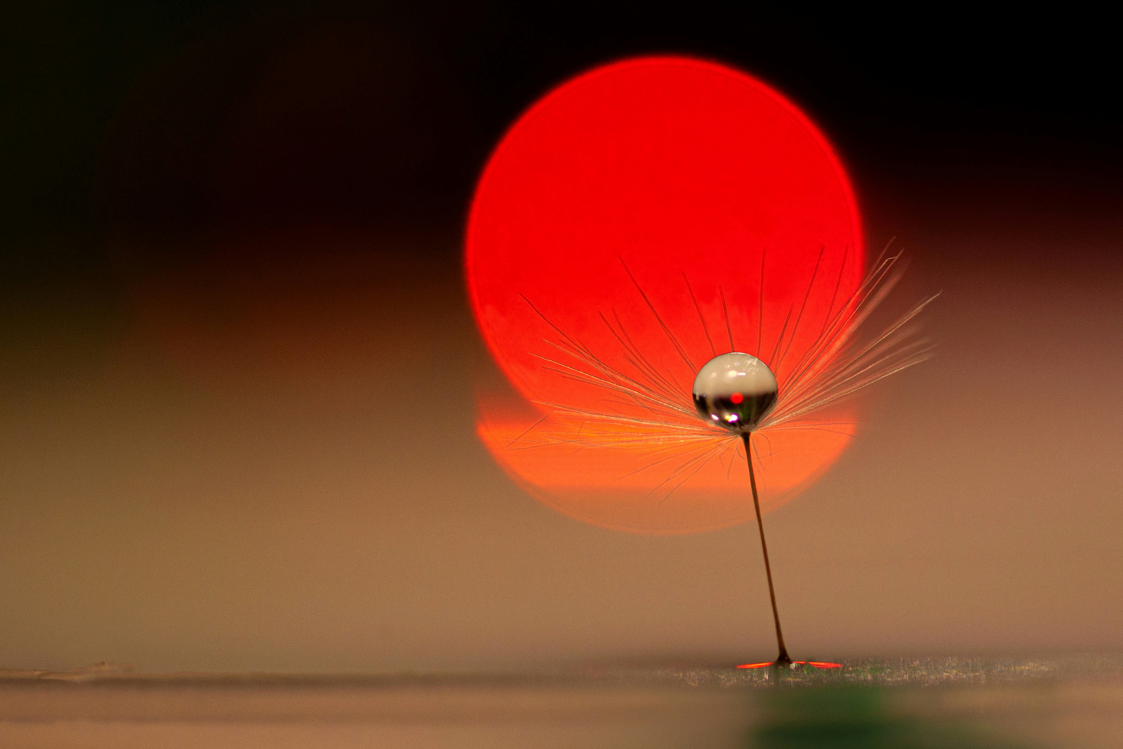 A red ball is floating in the water photo – Free Dandelion Image on ...