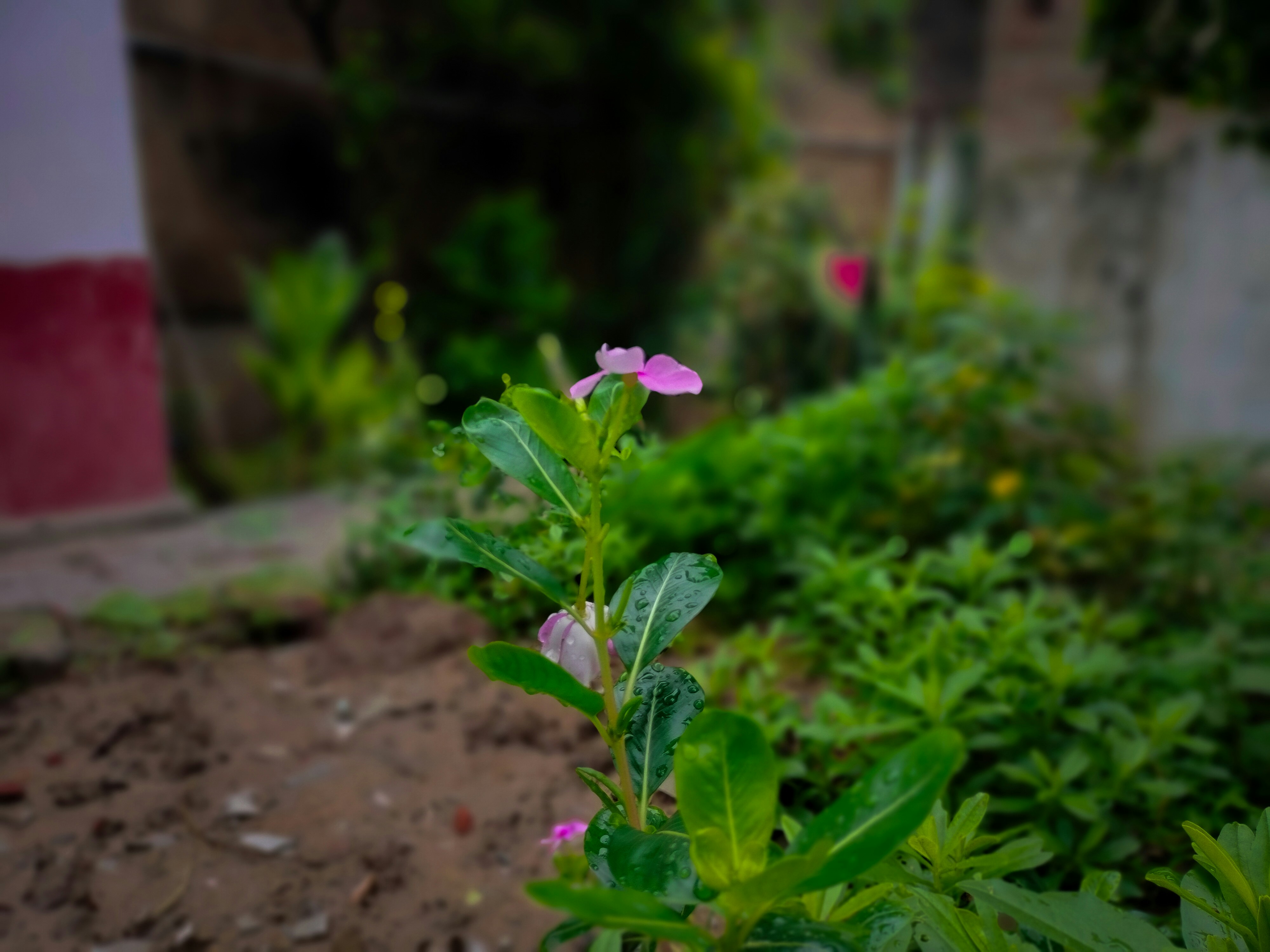 Close-up of a pink flower on a green stem in a garden, with blurred background showing other plants and a wall.