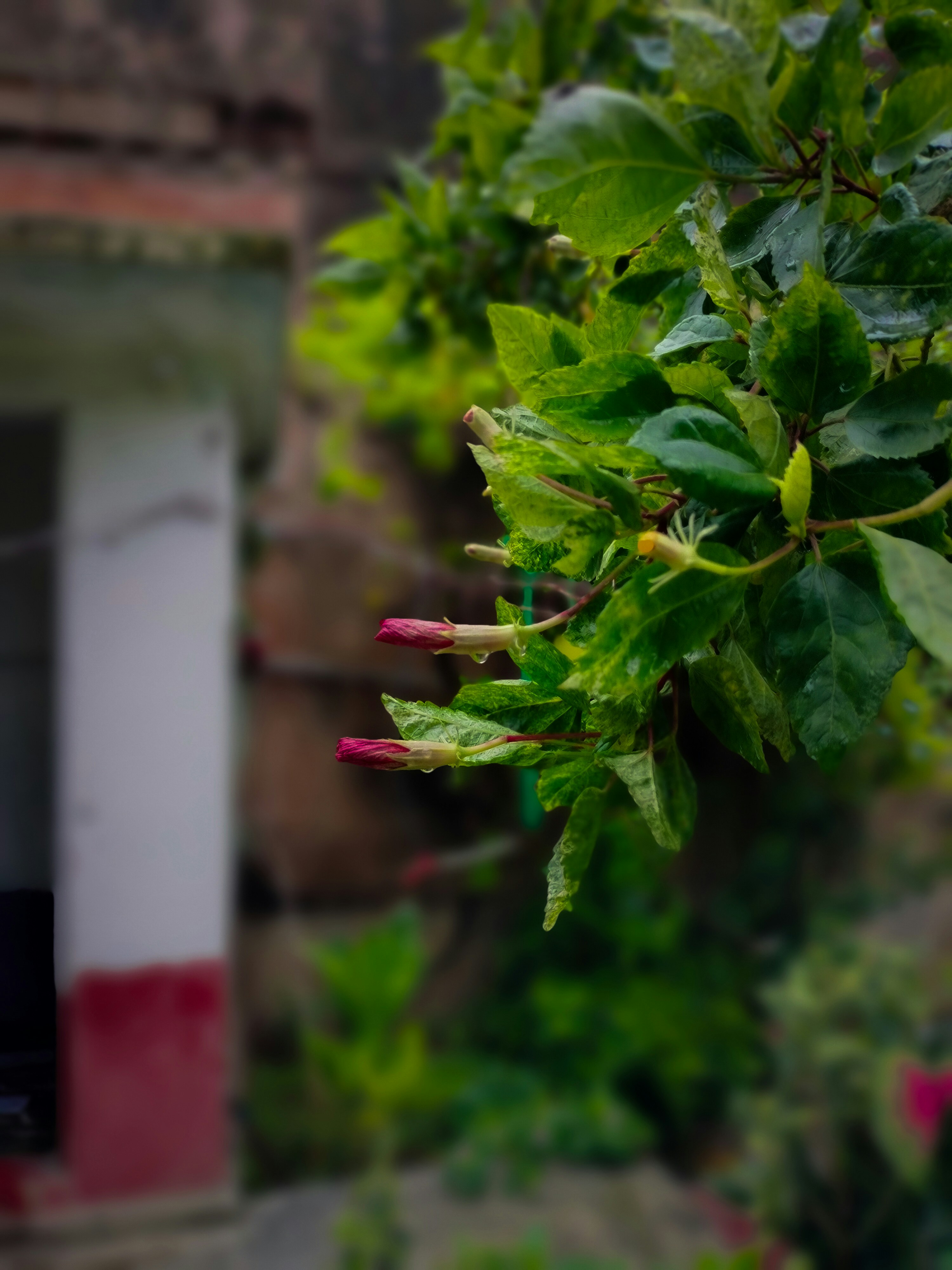 Crimson Buds on a Vine in a Quiet Courtyard