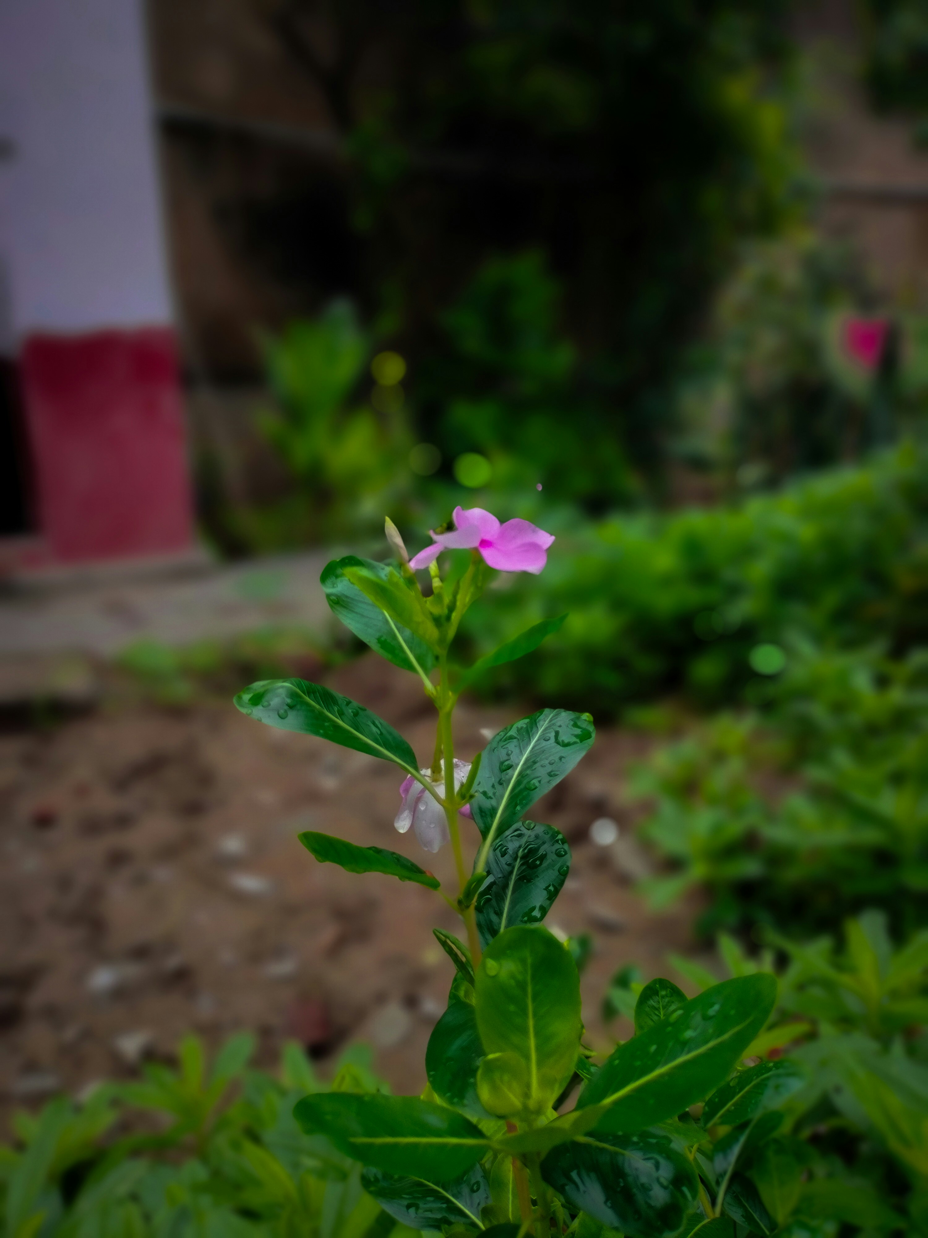 Pink Bloom in Focus: Dew-Kissed Leaves Against a Soft Garden Backdrop