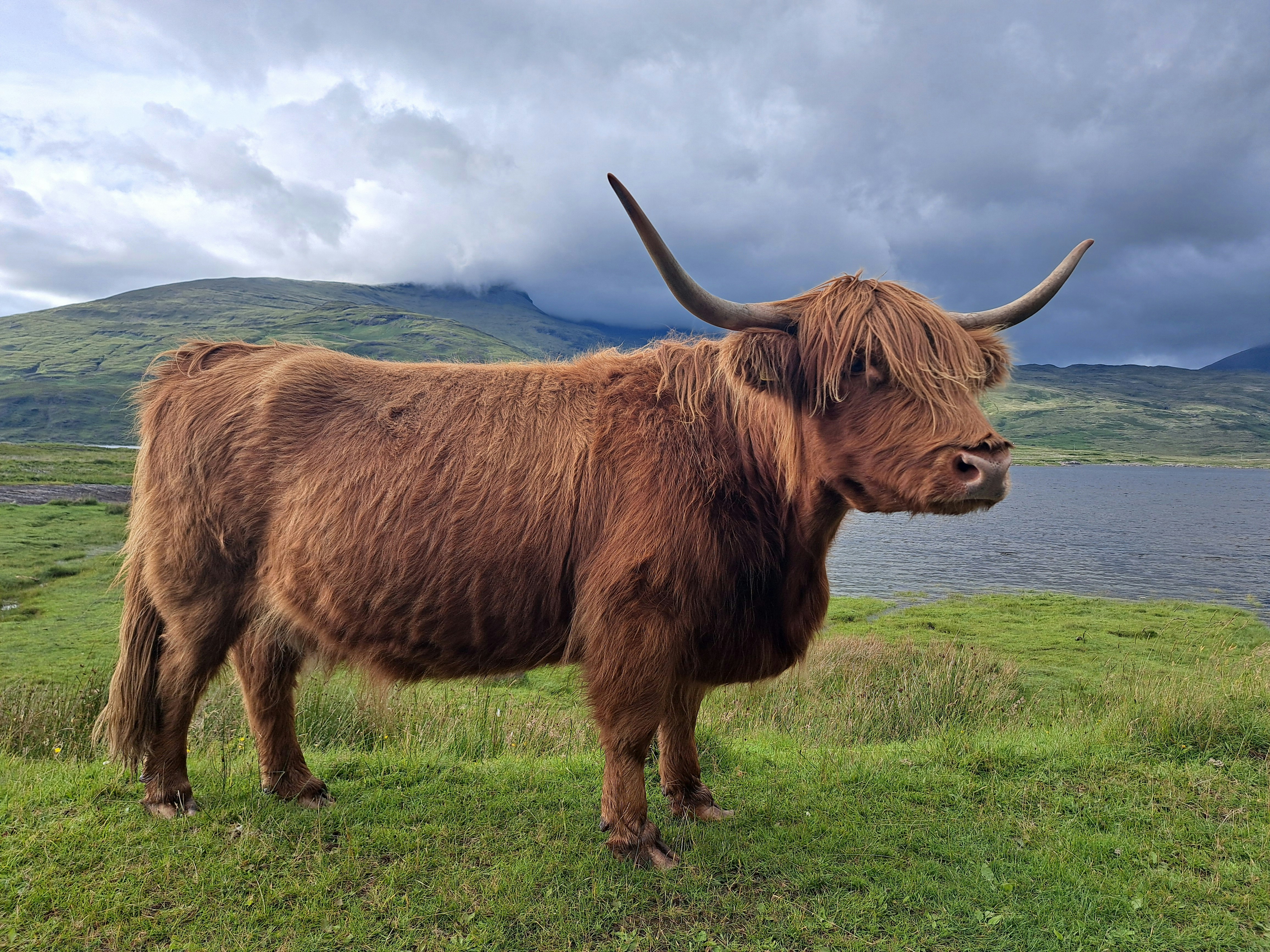 Brown Highland cow with long horns stands on a grassy bank beside a lake, with misty hills in the distance.
