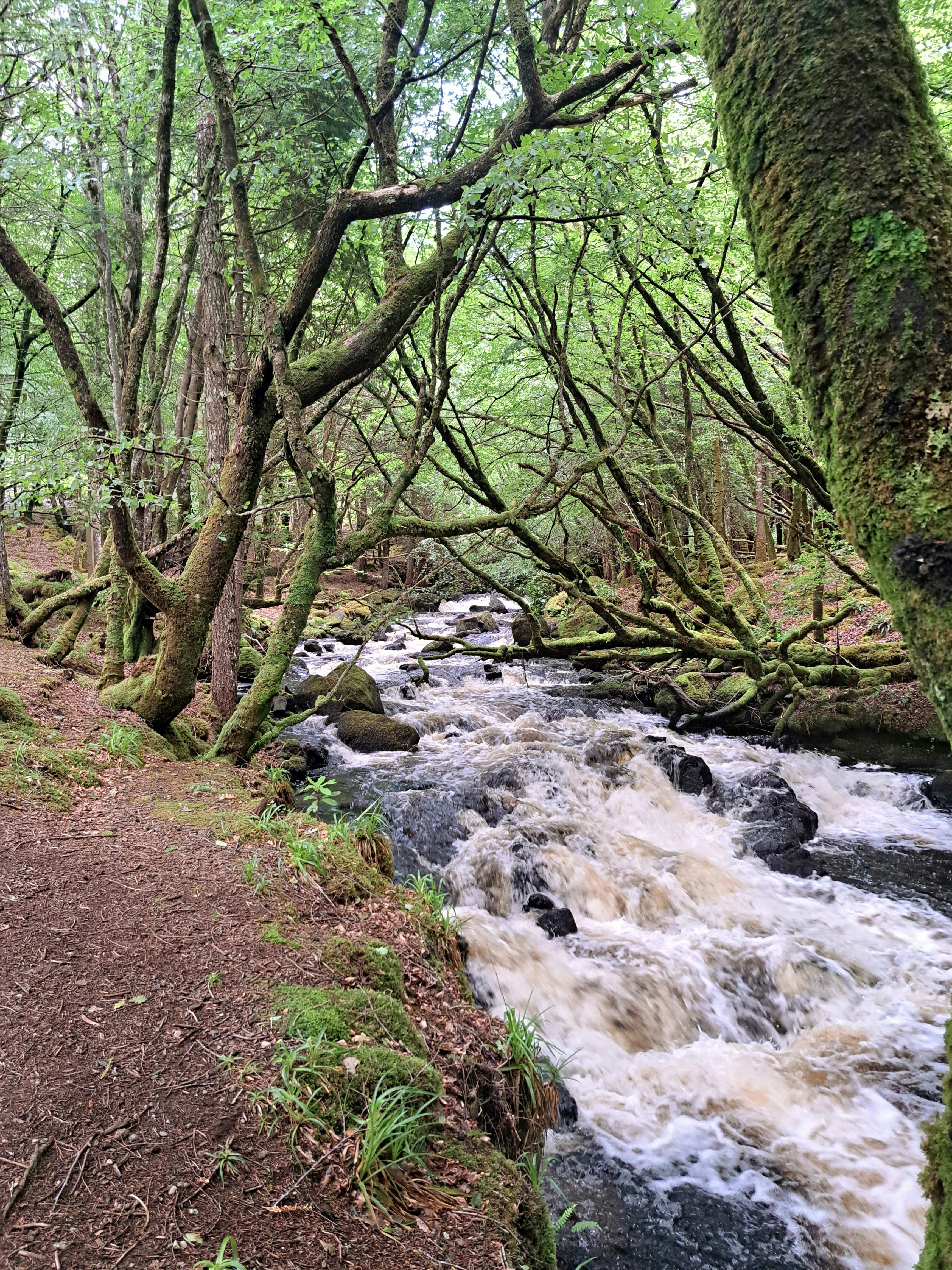 A river running through a lush green forest