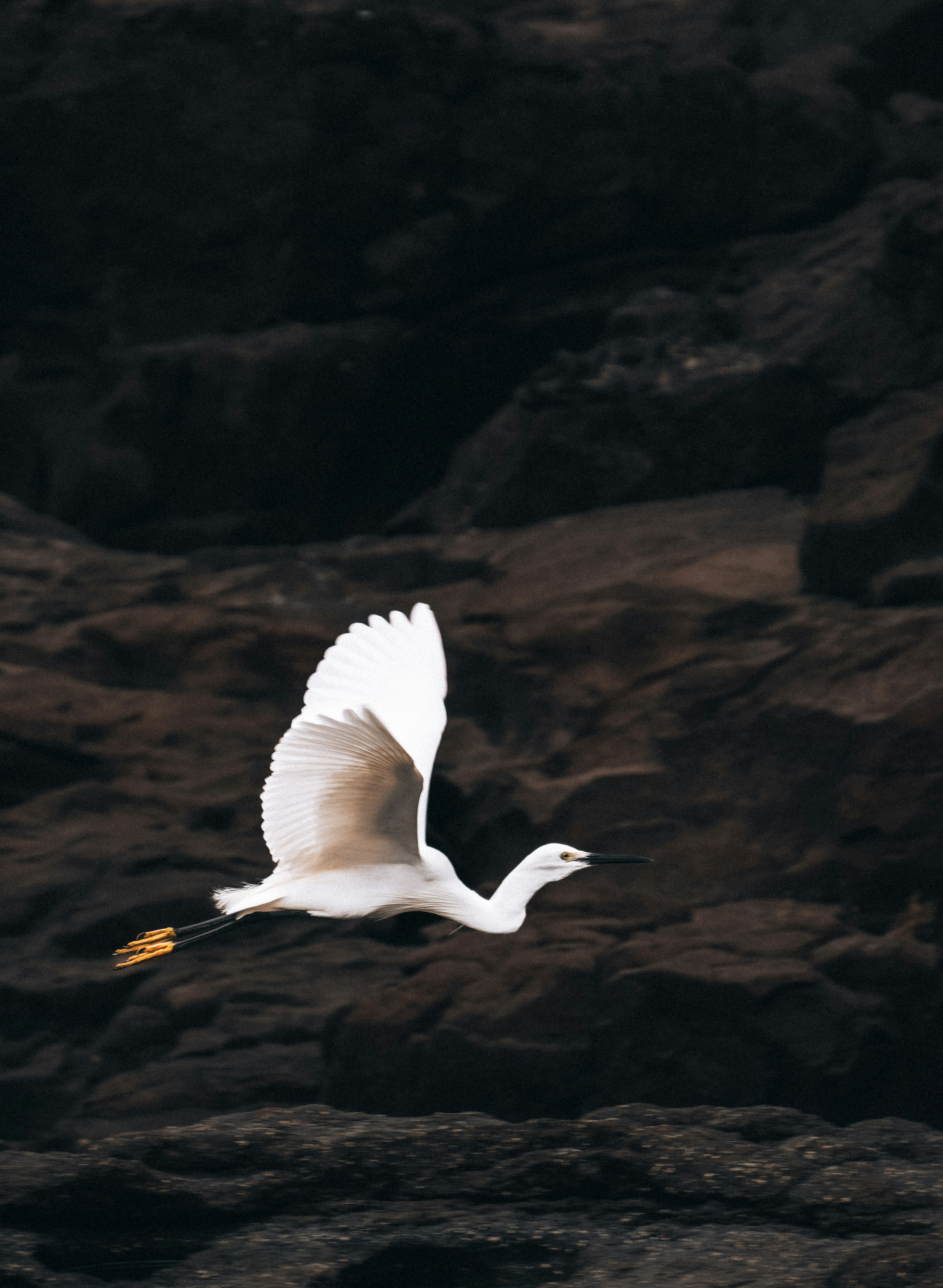 White Heron in Flight Against Basalt Cliffscape at Dusk