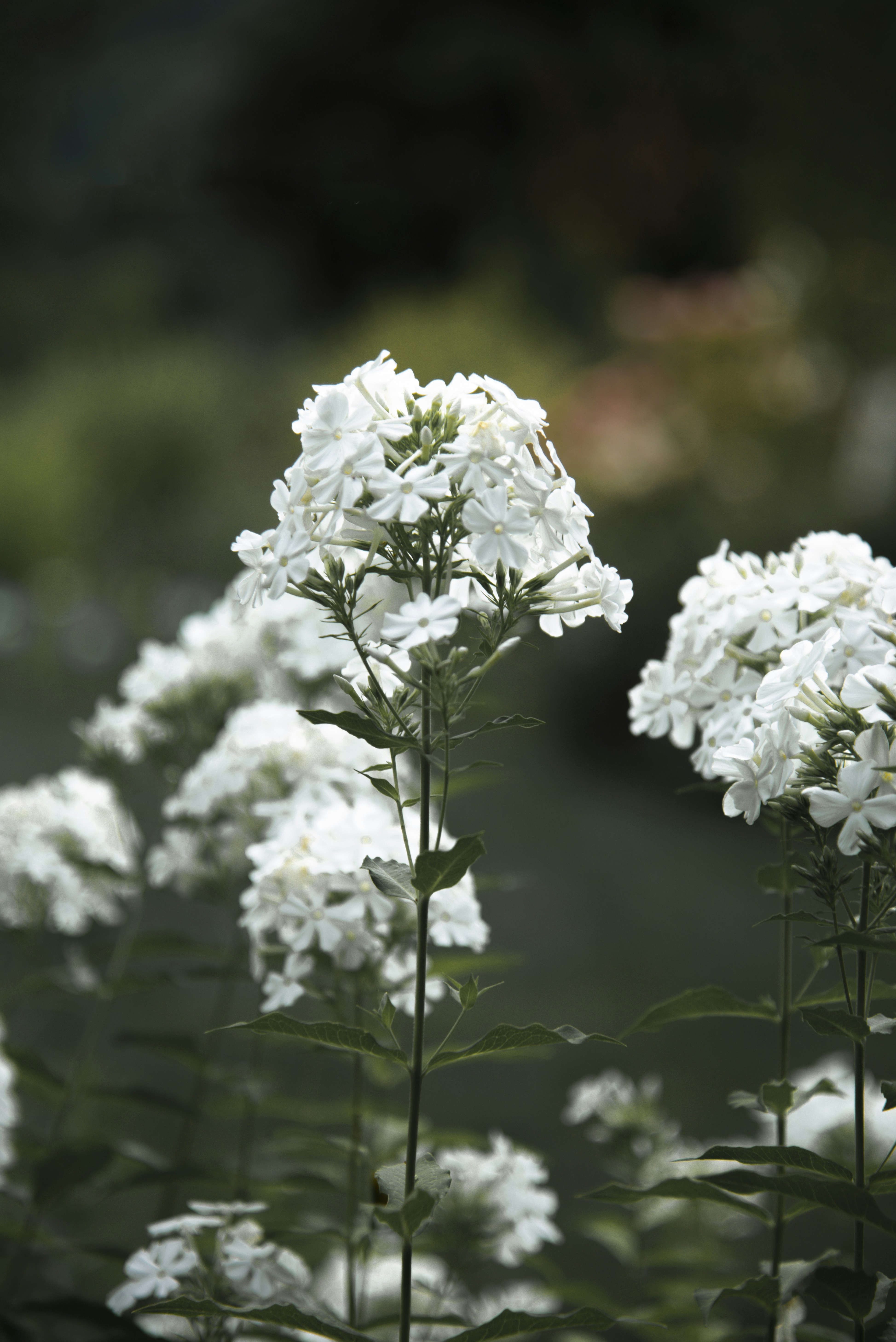 White-Flowered Verve: A vertical bloom in a quiet garden