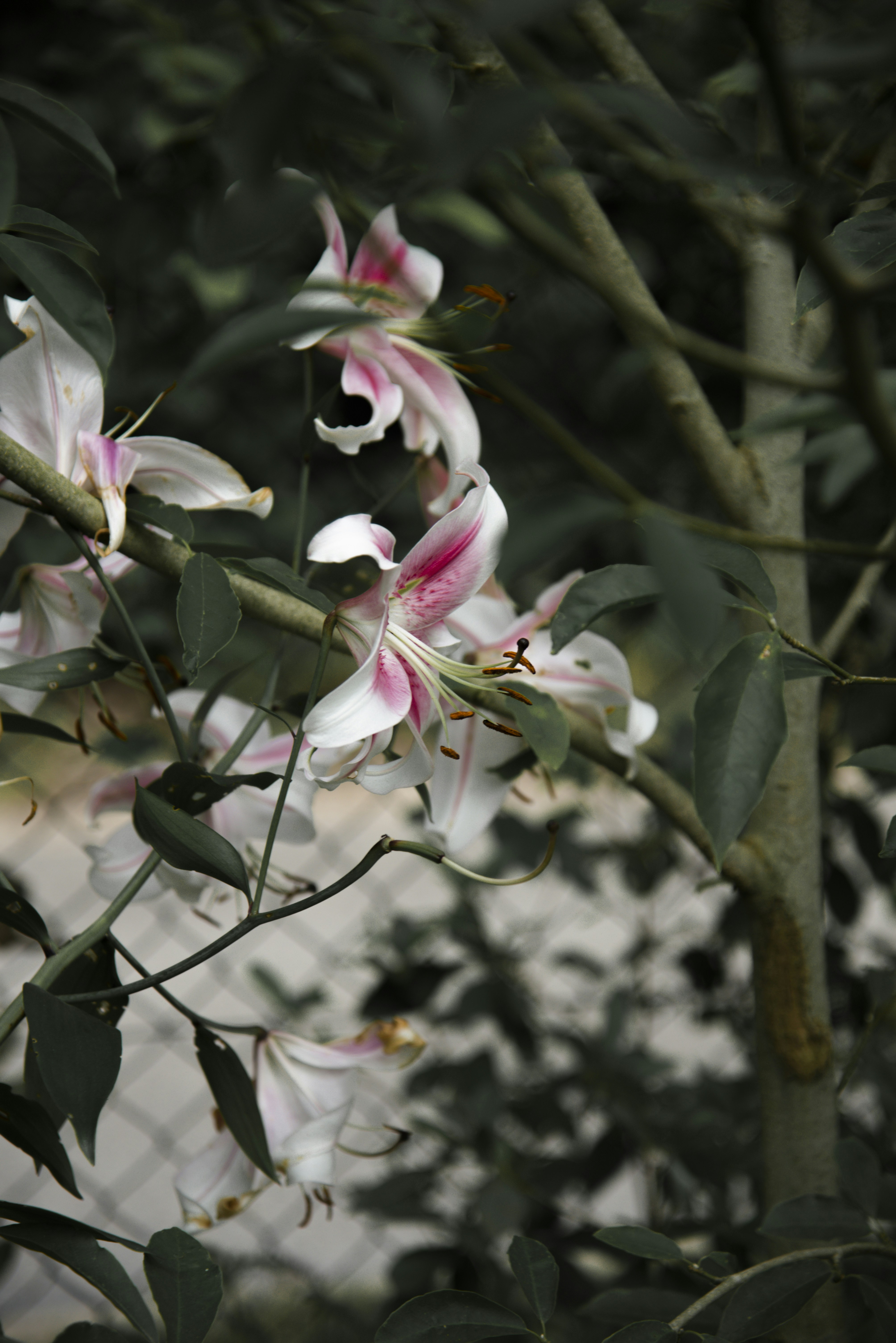 Petals in Shadow: Close-Up of Pink-White Lilies Among Dark Foliage