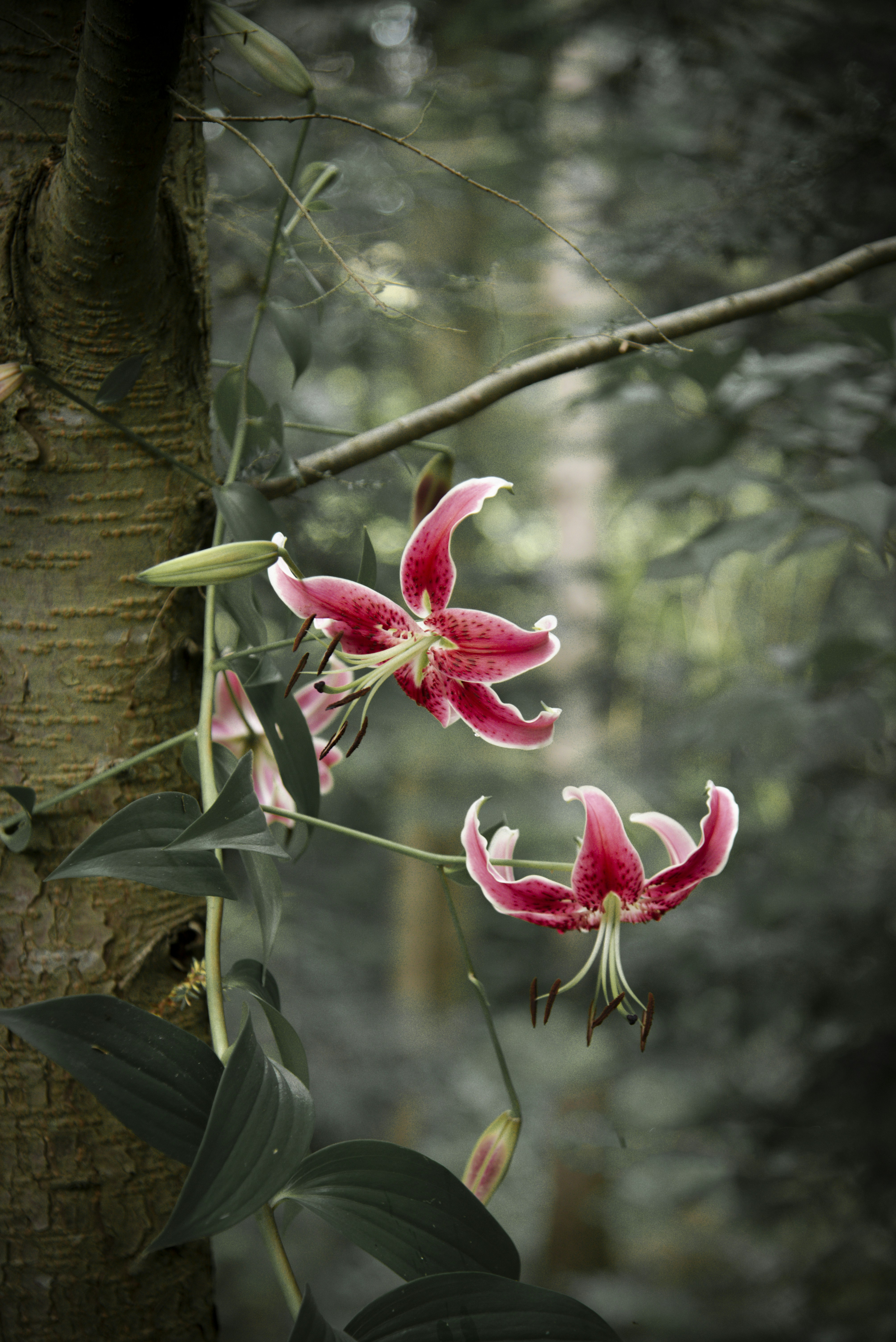 Forest Bloom: Pink Stargazer Lilies Clinging to a Weathered Trunk