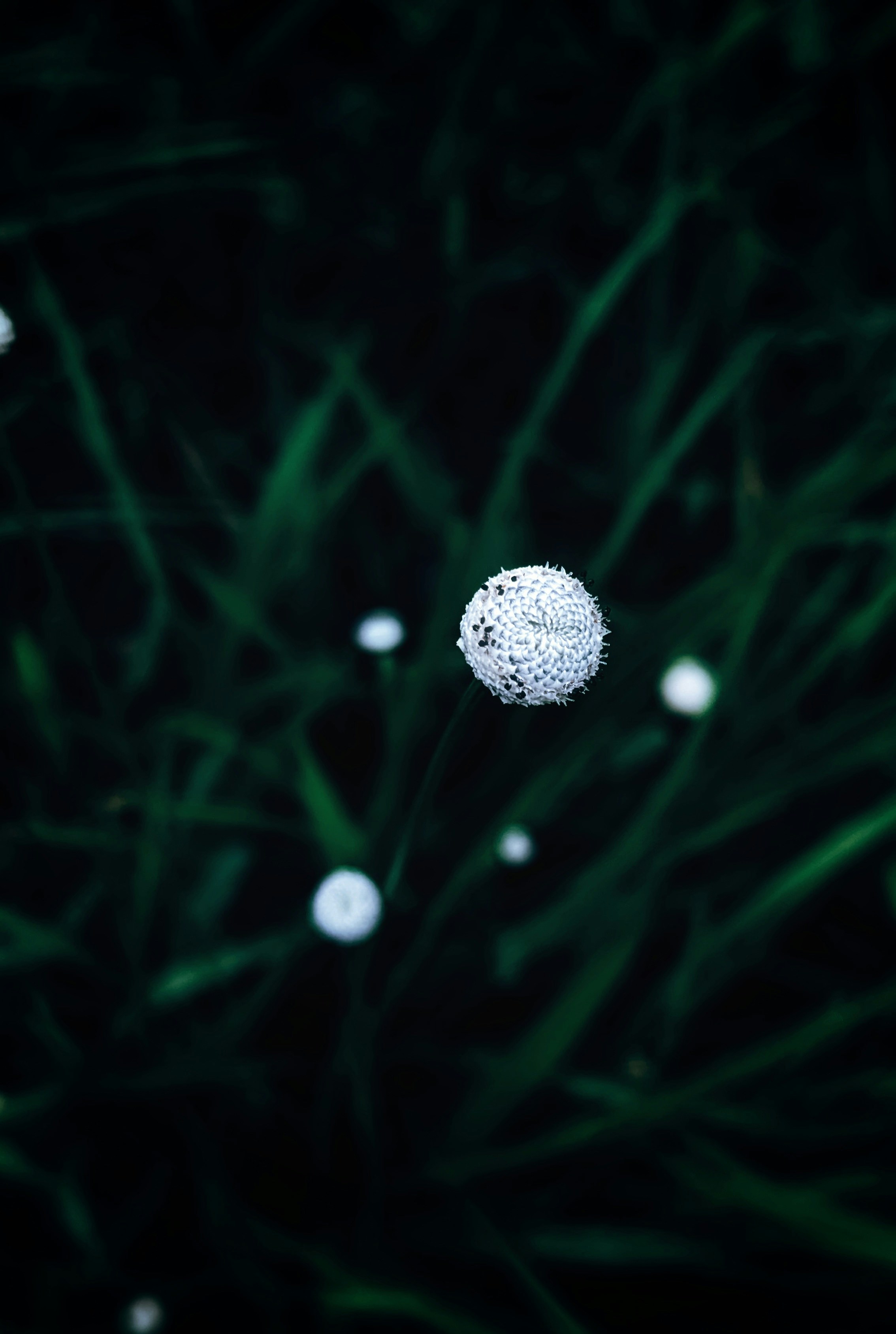 White globe blossom suspended in a moody green field