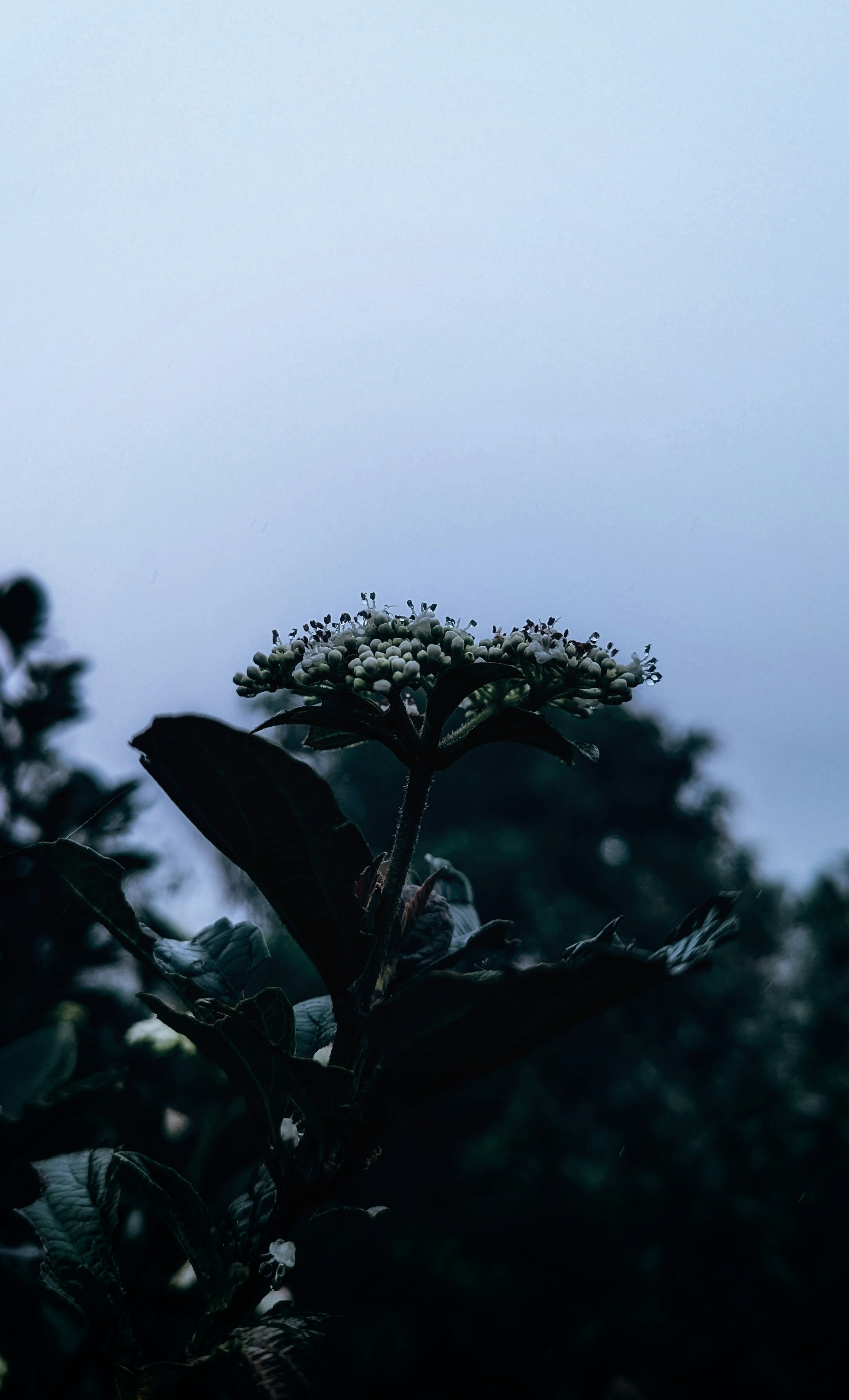Blue Hour Bloom: A Quiet Cluster Against a Velvet Sky