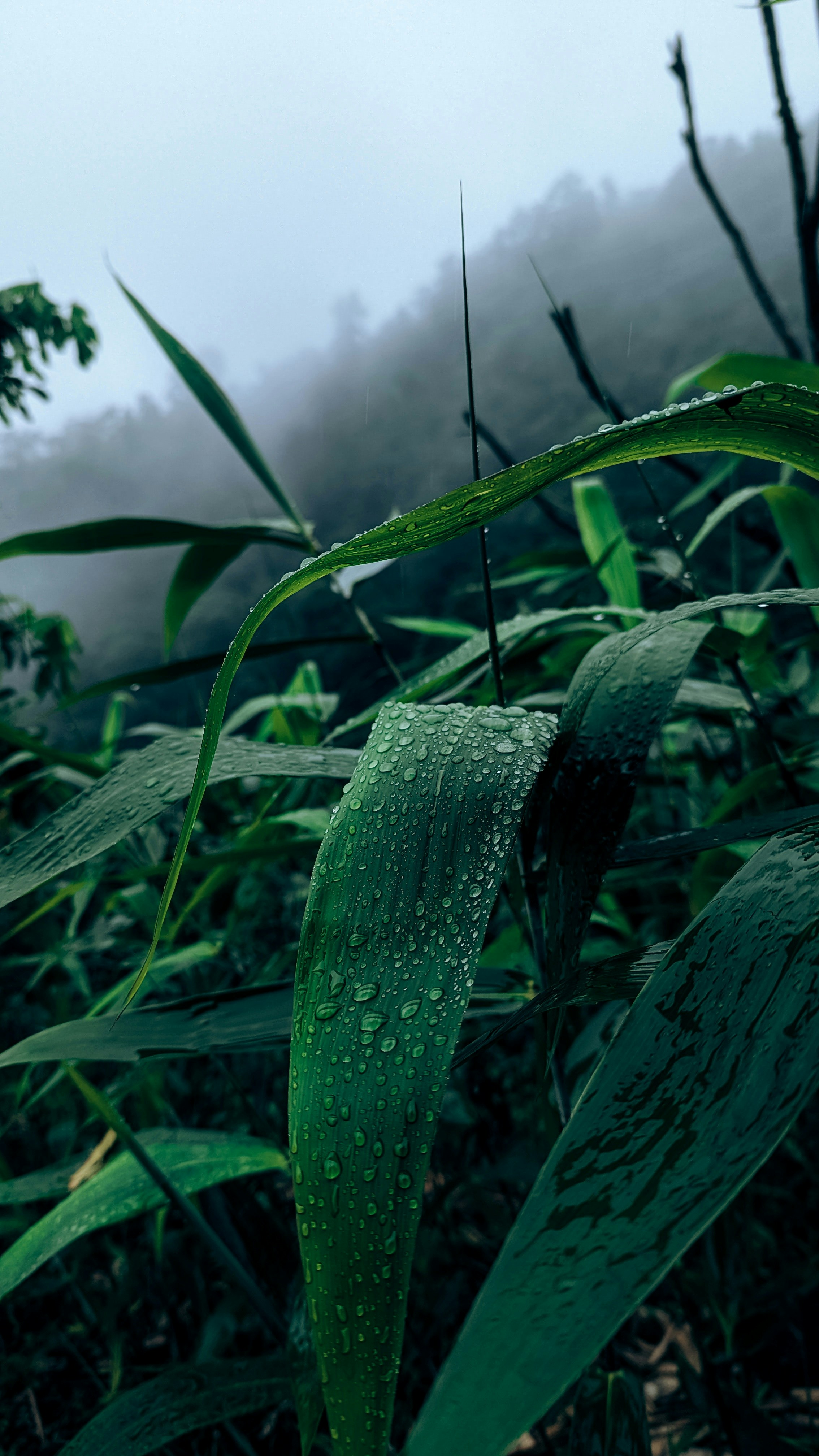Dew-Lined Blade in the Mist: A Macro Moment on Emerald Grass