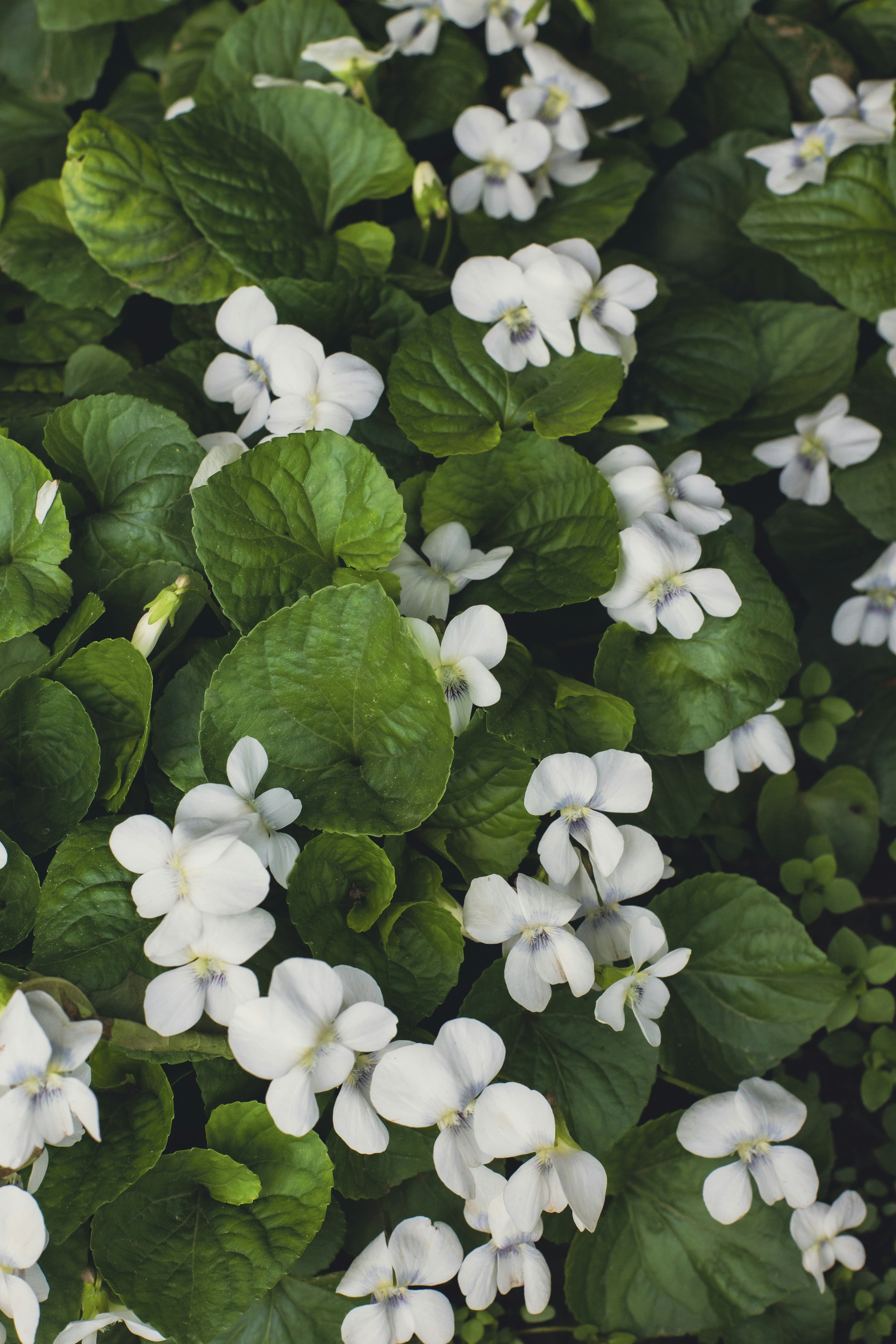 Whispers of White in Velvet Green: Close-Up of Periwinkle Groundcover