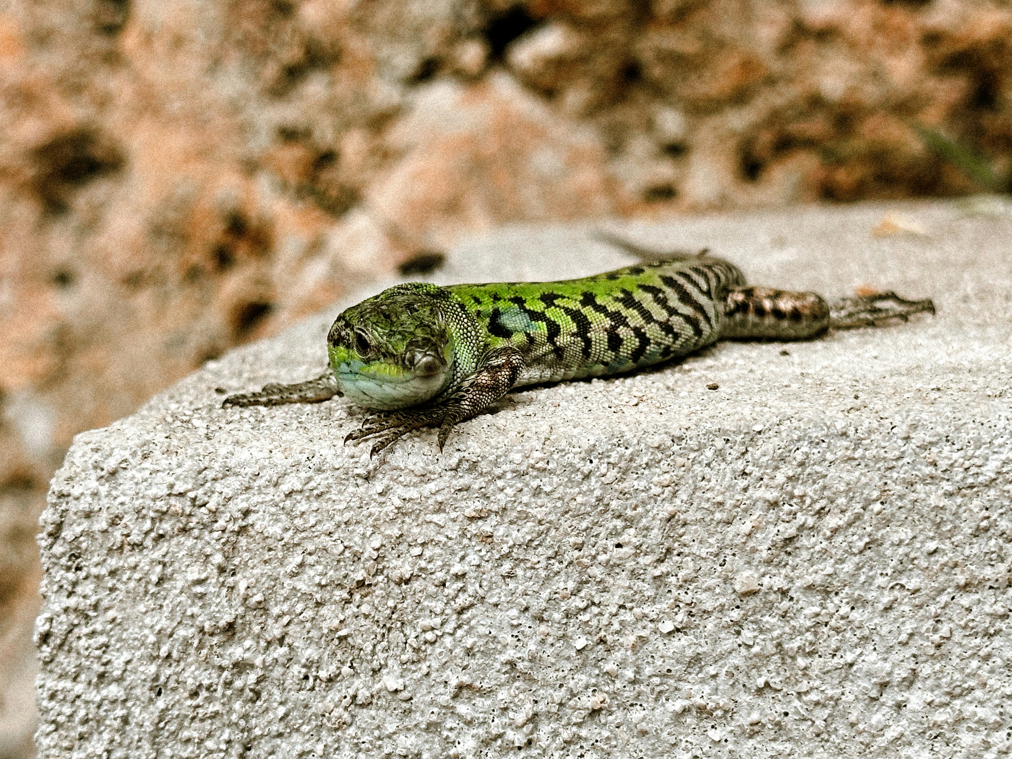Emerald Latticed Skink Basking on a Sunlit Concrete Ledge